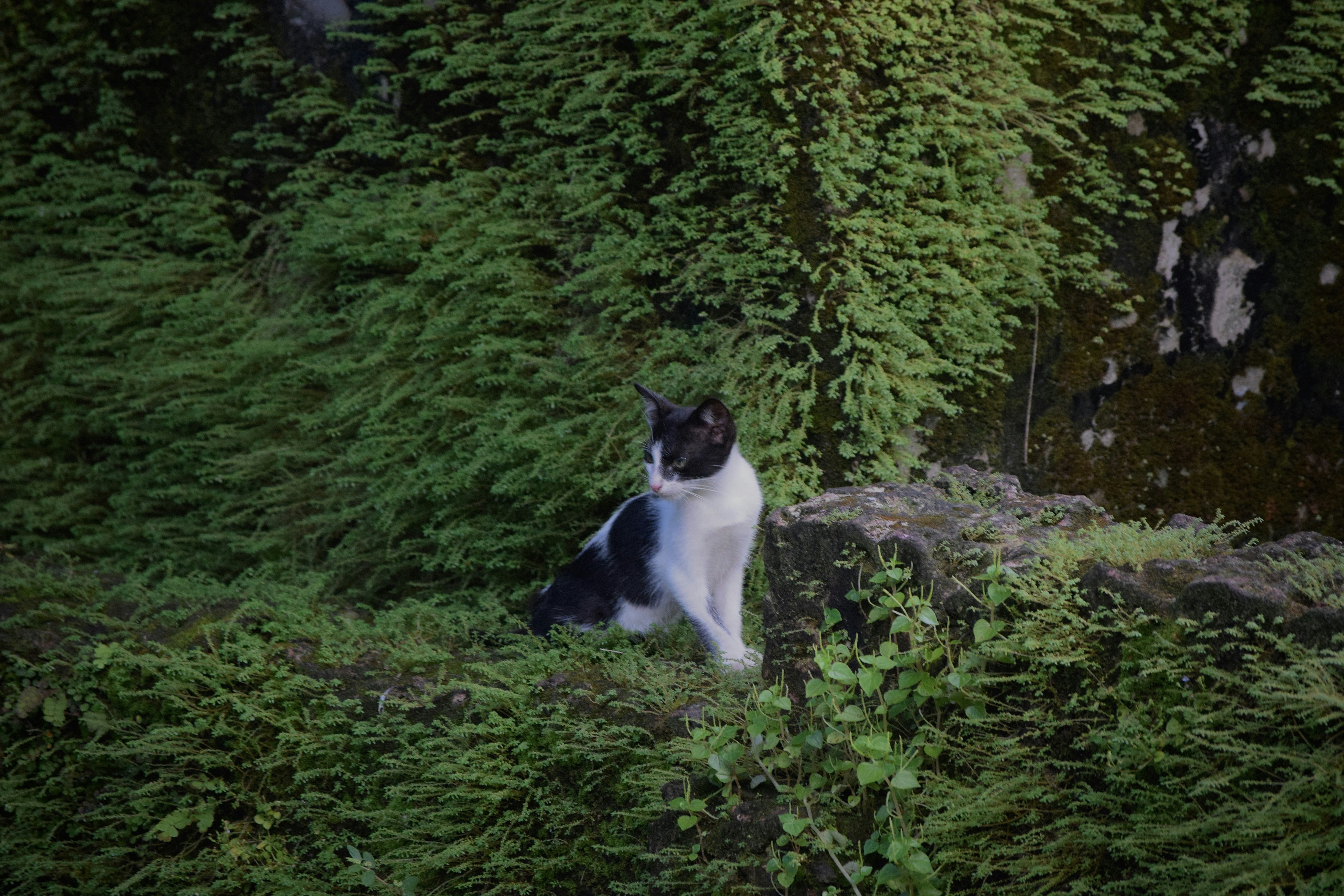 Kitty in green. Shot during peak monsoon in Kerala. 