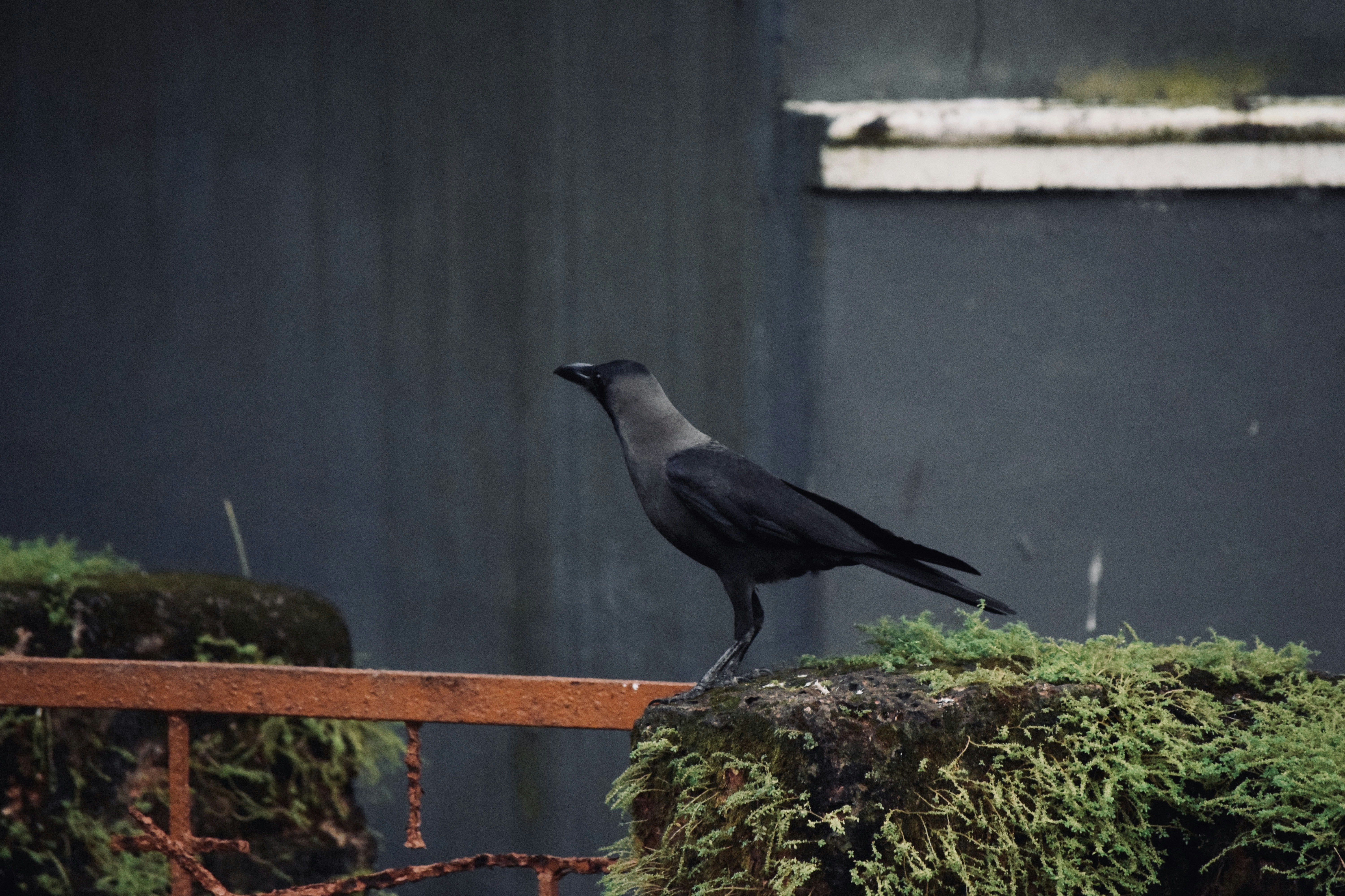Crow on the Mossy Verge Beside a Weathered Barrier