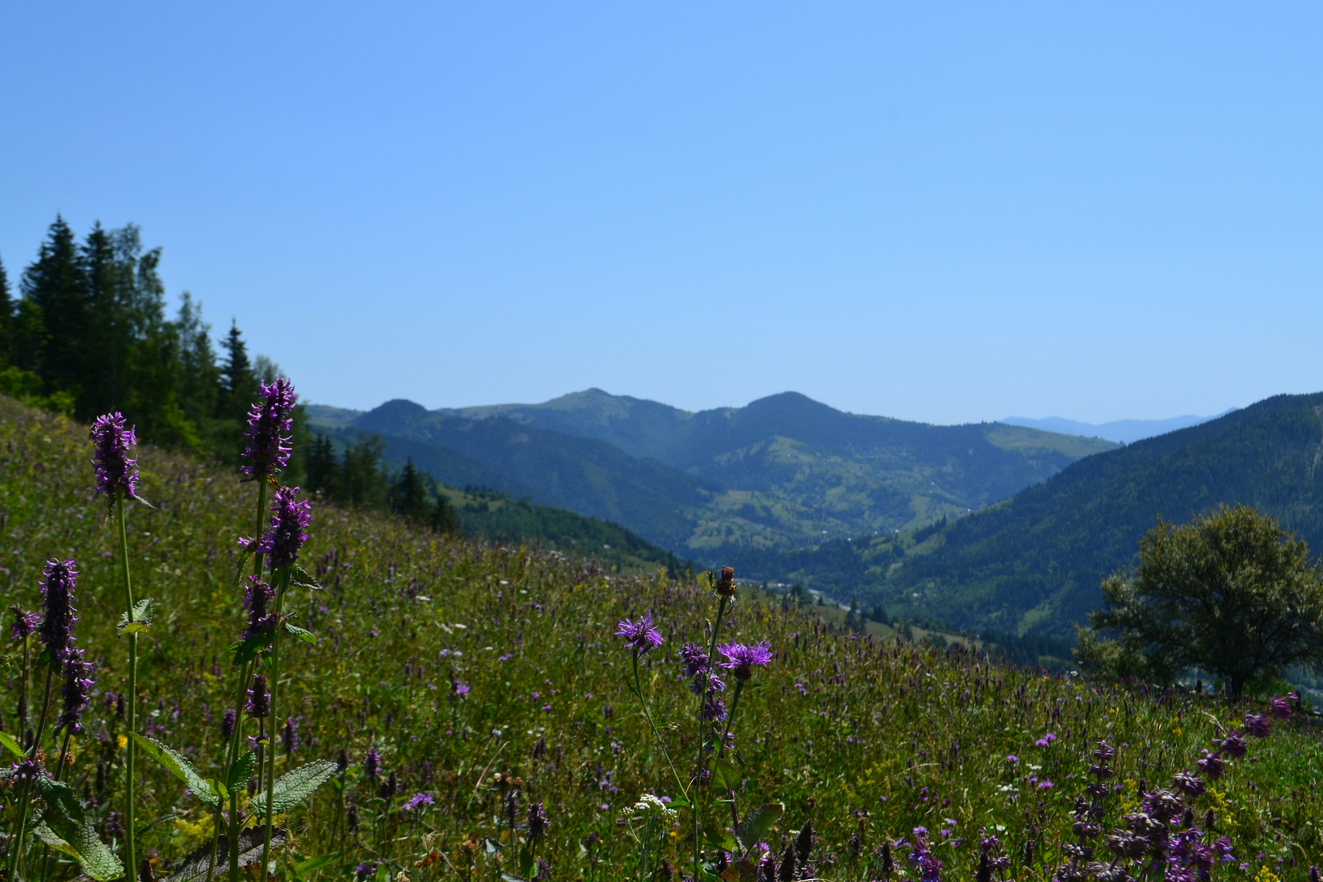 Purple Fringe in the Alpine Meadow Framing a Cerulean Ridge