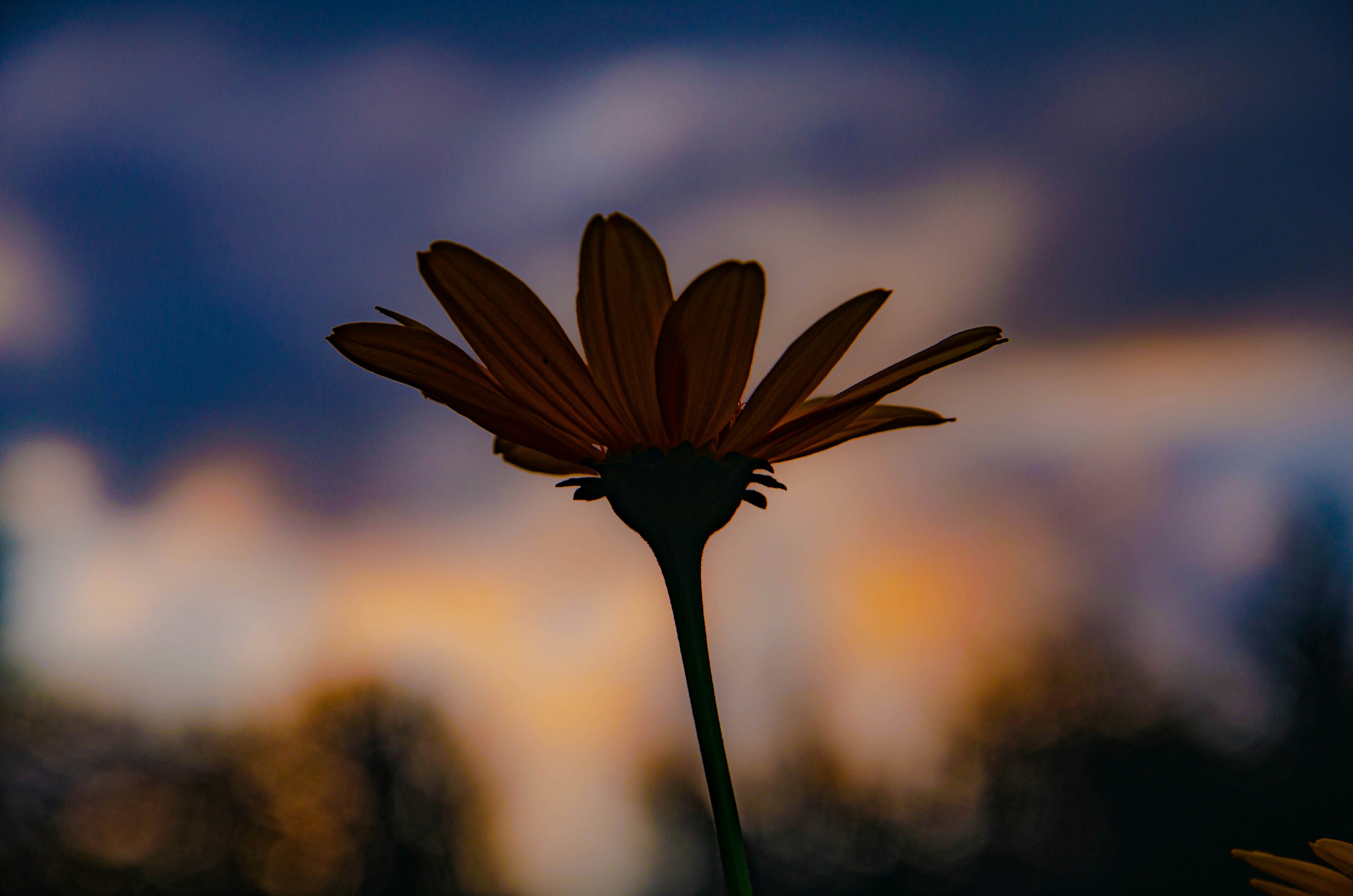 a close up of a flower