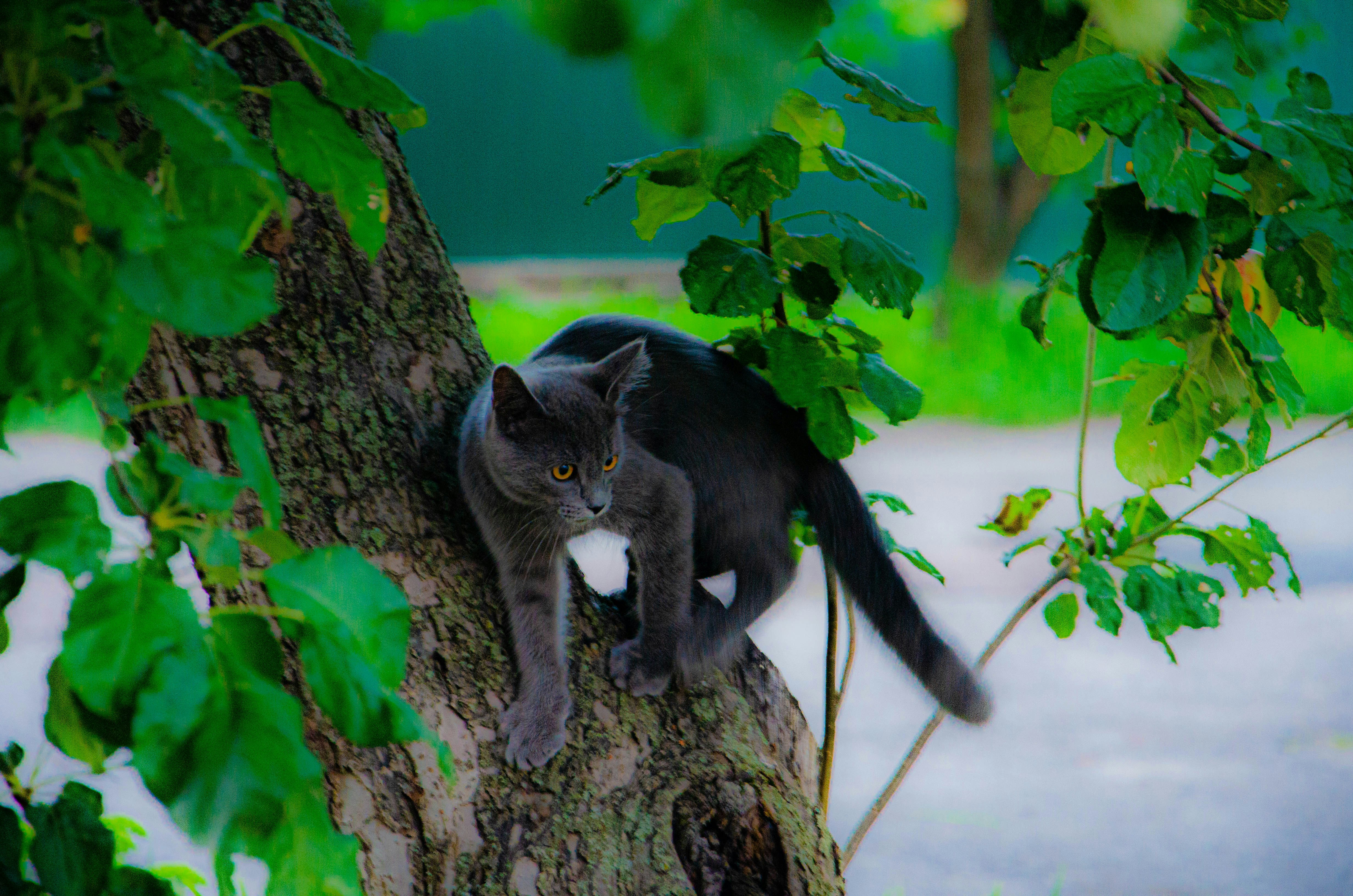 Gray cat poised on a tree branch, surrounded by vibrant green leaves, exuding curiosity and alertness.
