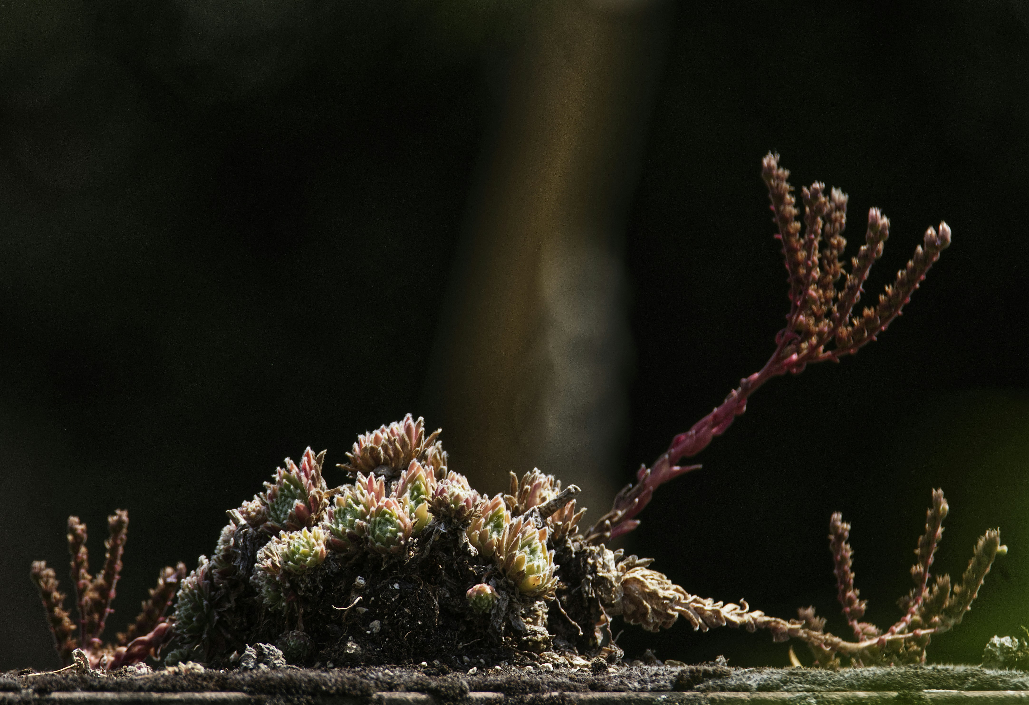 Tiny Alpine Crest: Frosted Succulent Emergence on a Weathered Branch
