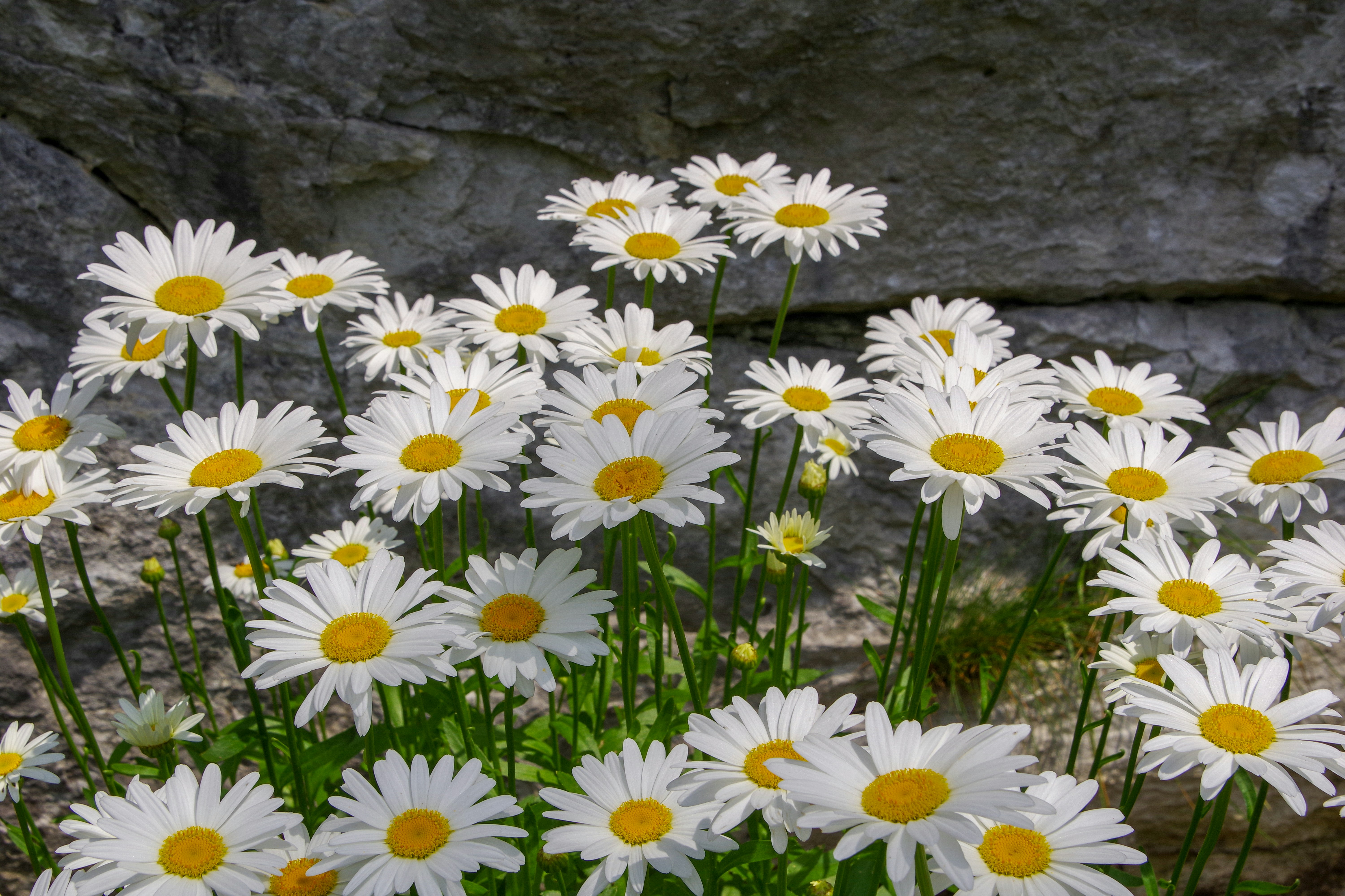 Daisies in a Vermont garden.