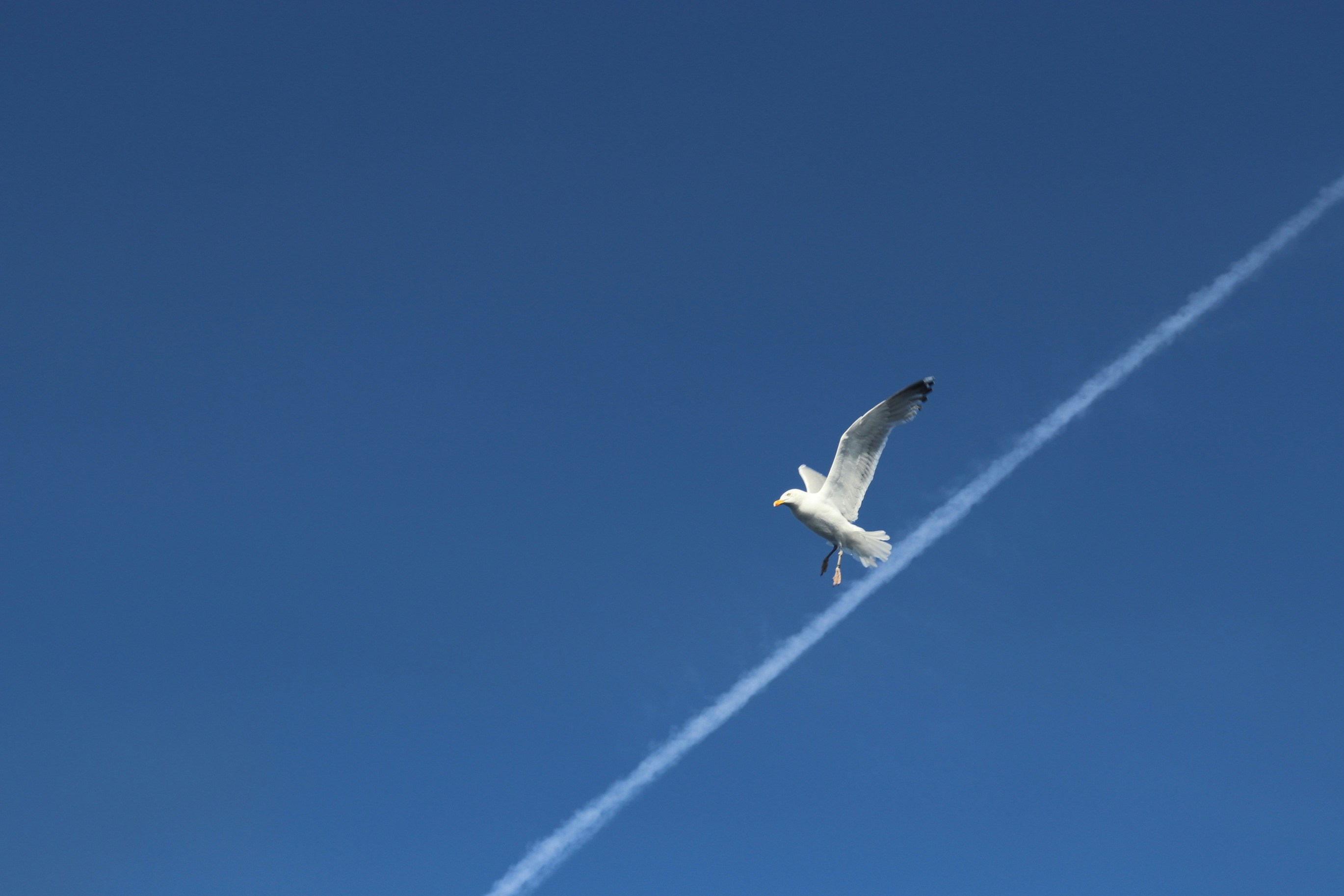a plane flying in the sky