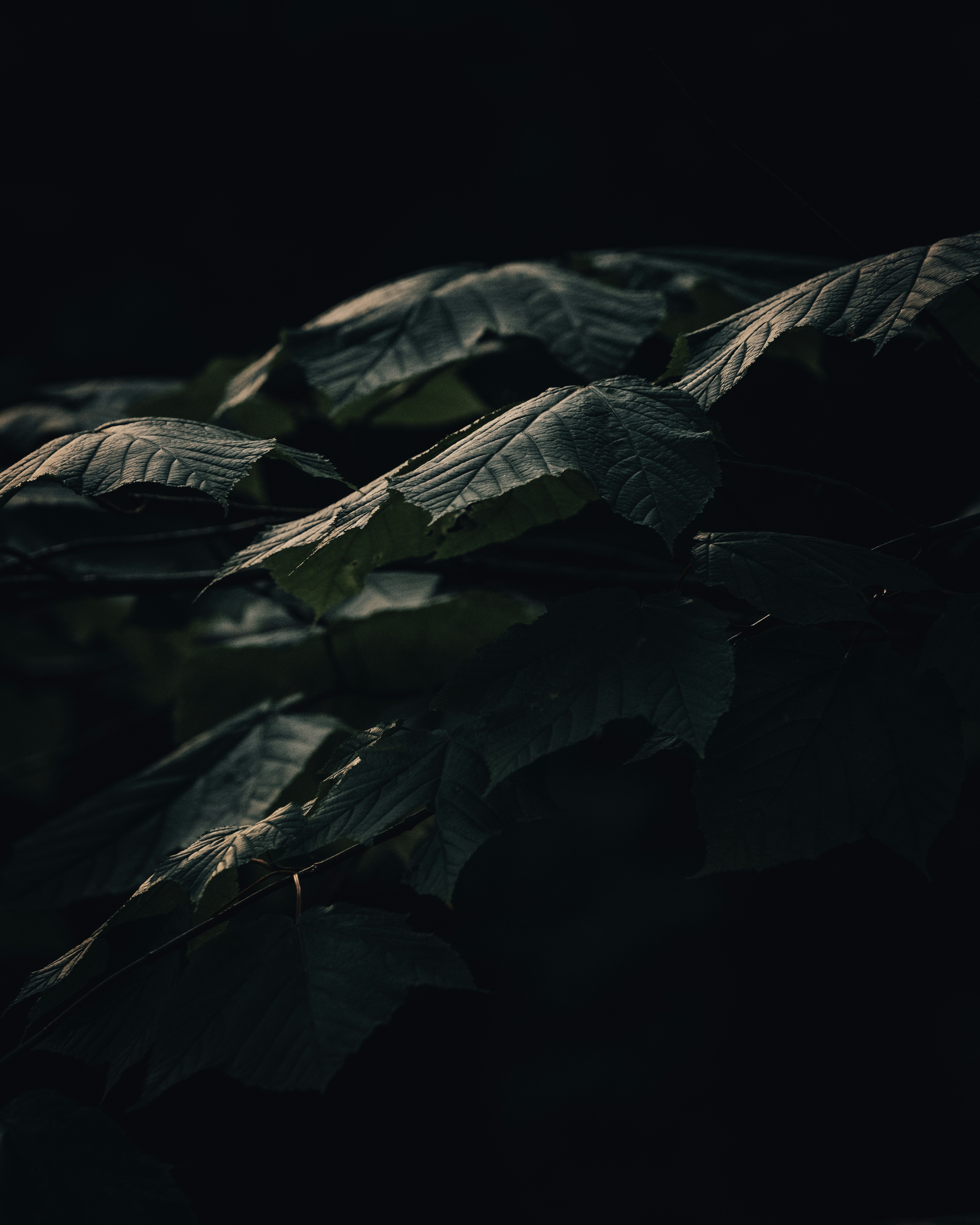 Dark green leaves interspersed with subtle highlights, creating a moody atmosphere in a shadowy forest setting.