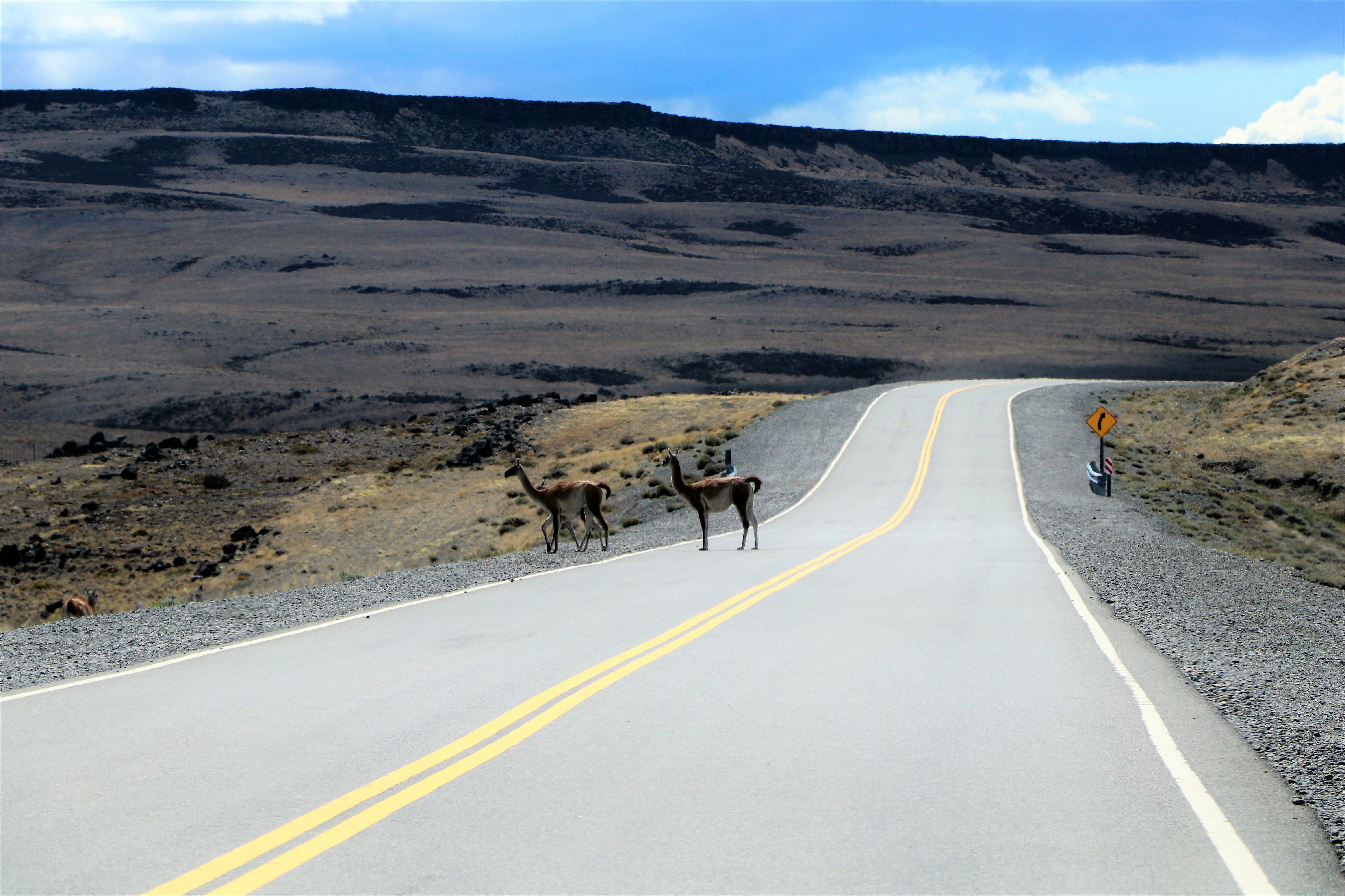 Deer on the Winding Lava Road: Quiet Encounter in a Volcanic Plain