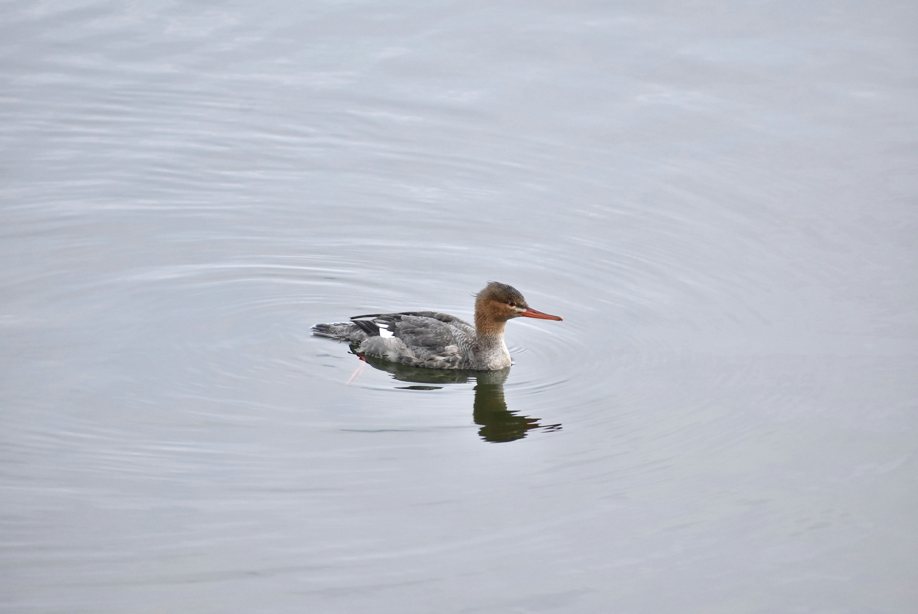 Common merganser swimming gracefully on calm water, casting a gentle reflection.