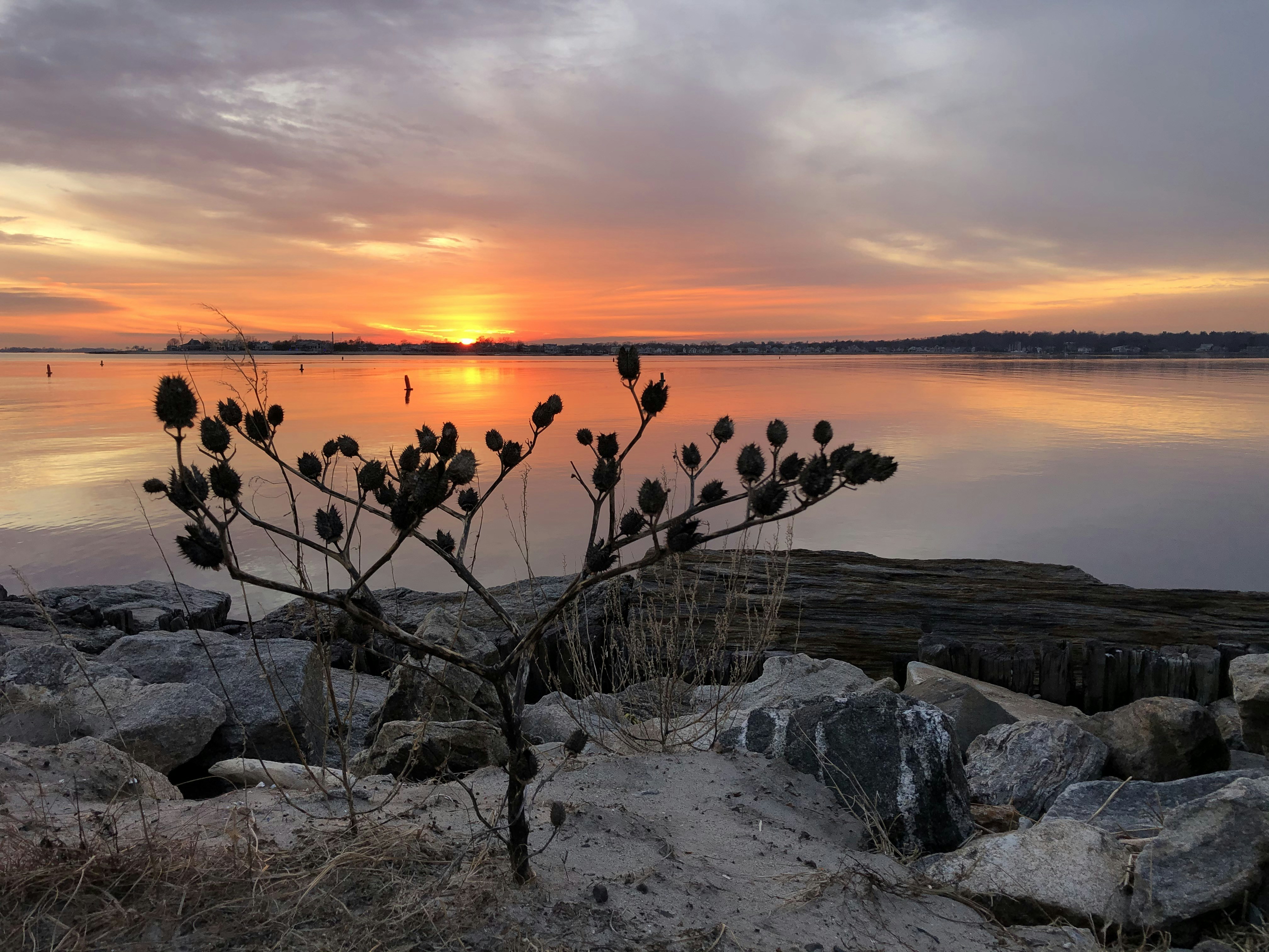 Silhouetted plant against a vibrant sunset over calm waters and rocky shoreline.