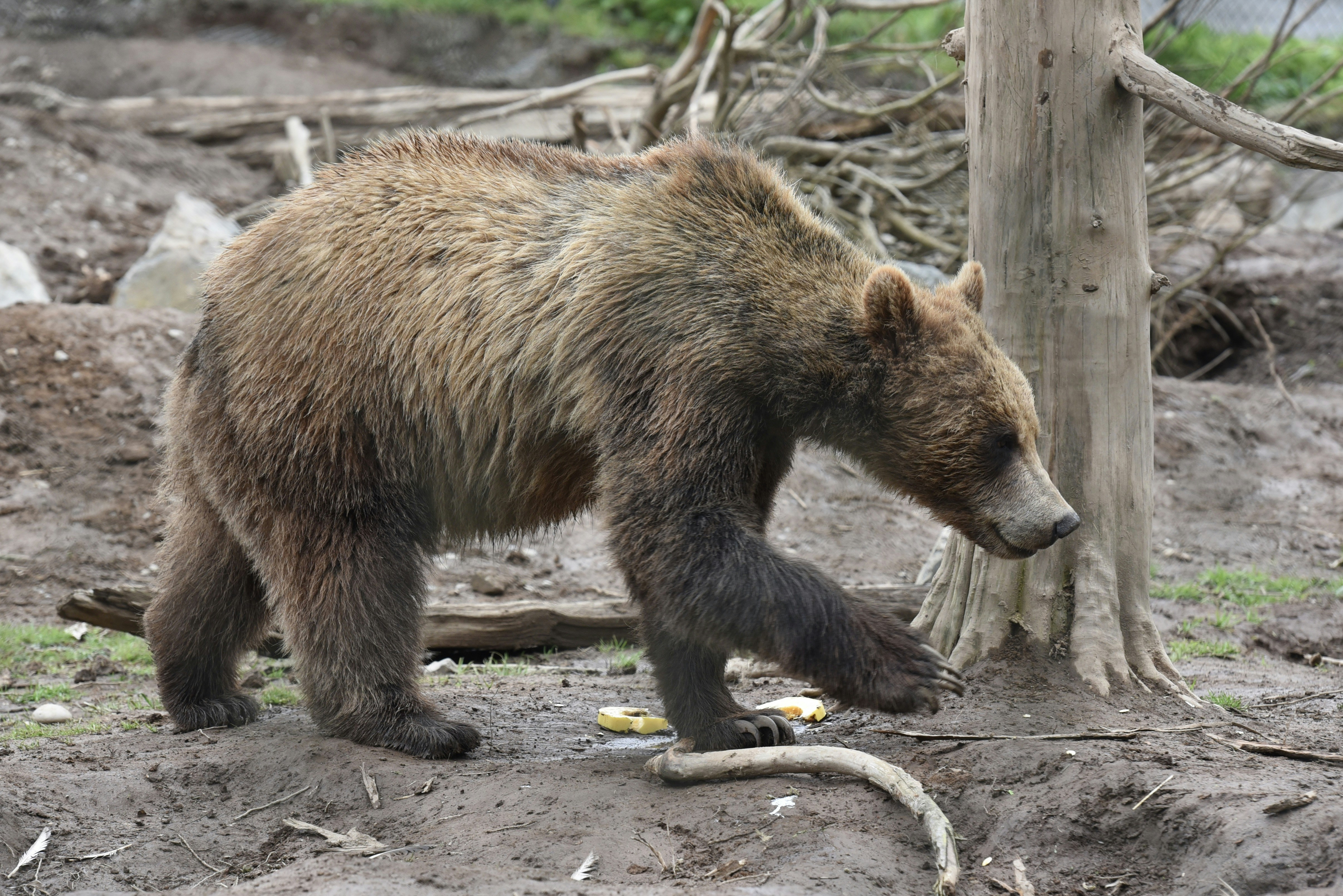 Juvenile grizzly bear cub