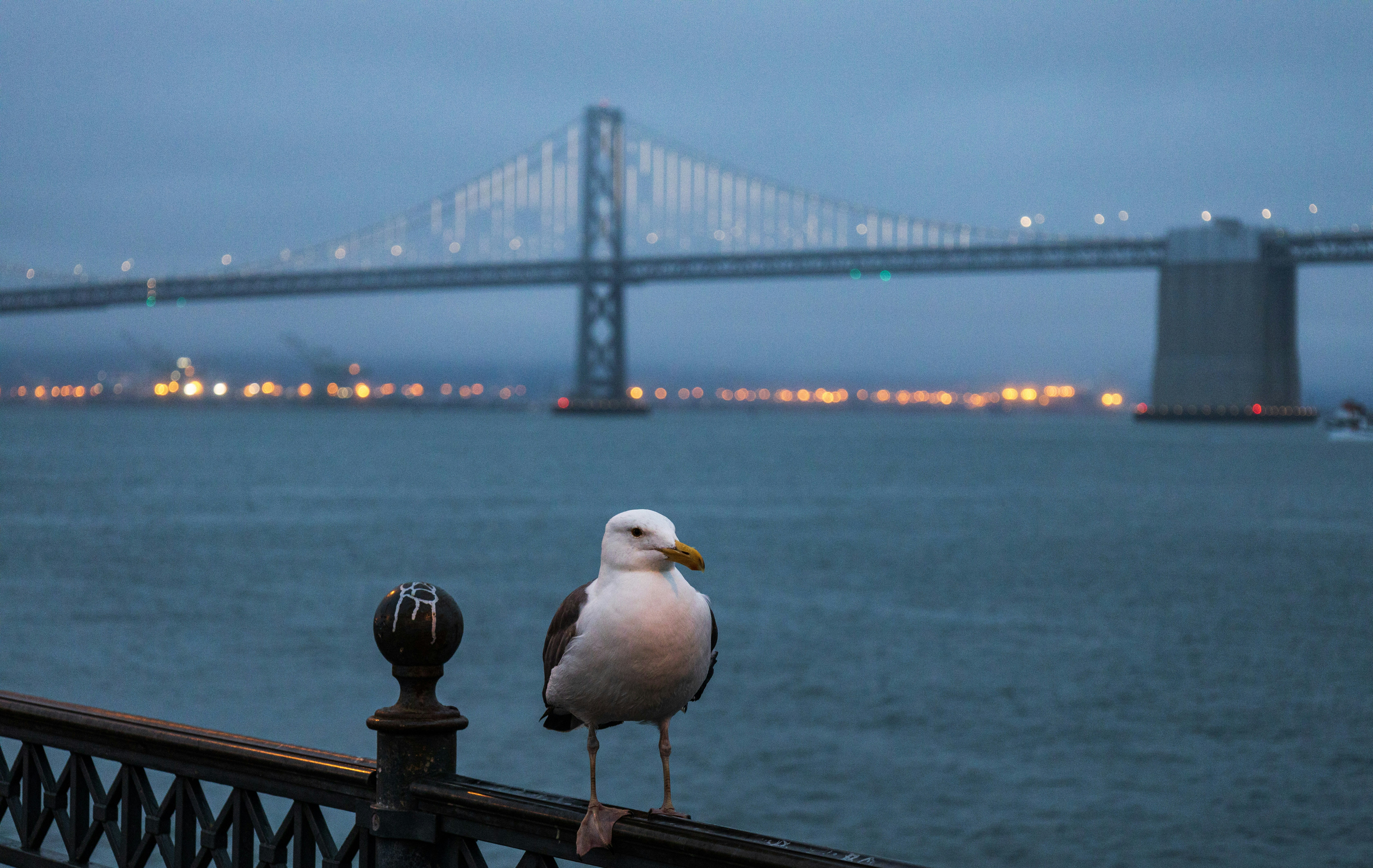 Blue Hour Gull: Quiet Portrait by the Bay Bridge