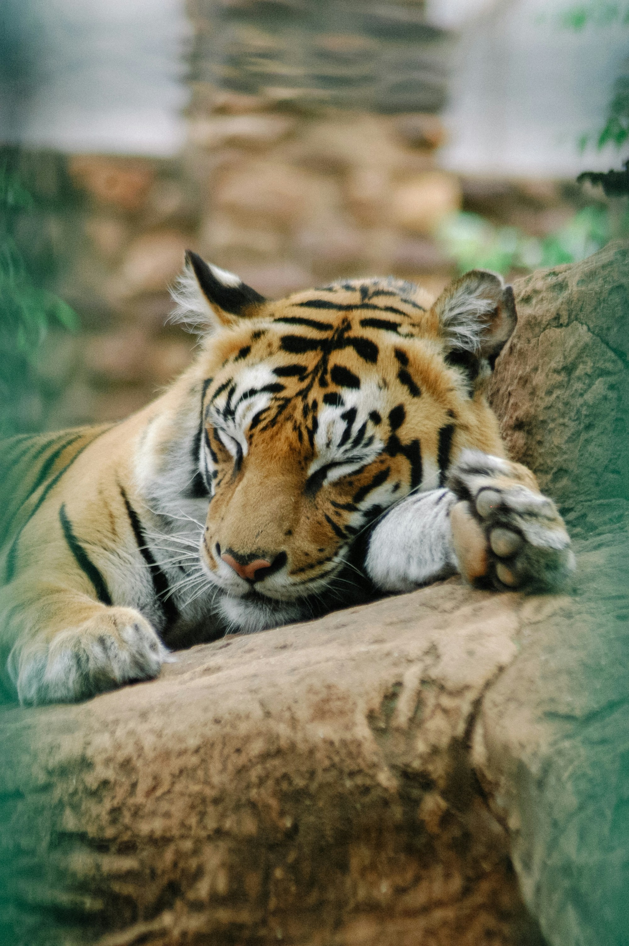 A tranquil tiger resting its head on its paws atop a rocky surface, surrounded by lush greenery.