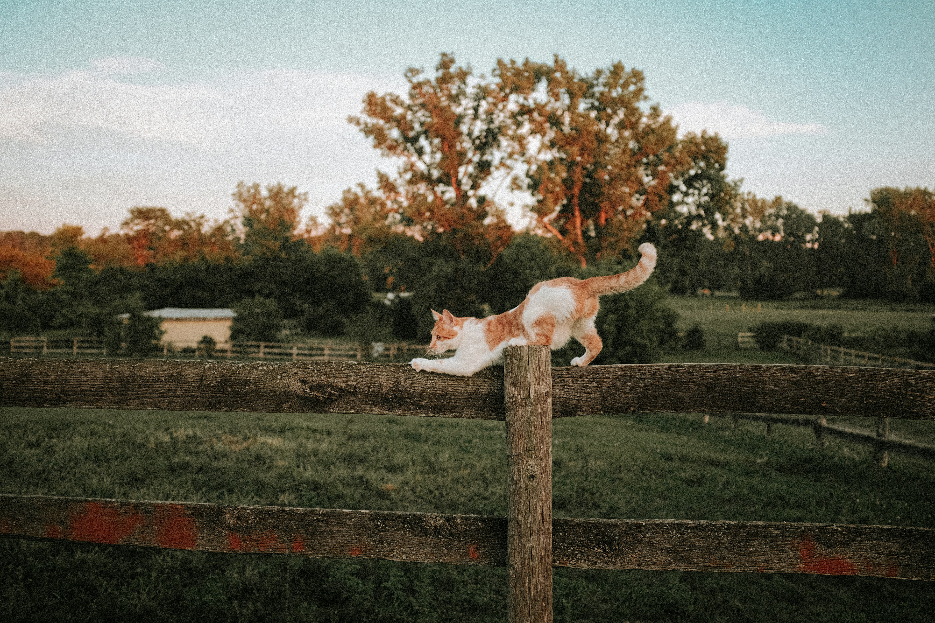 A cat jumping over a fence photo – Free Nature Image on Unsplash