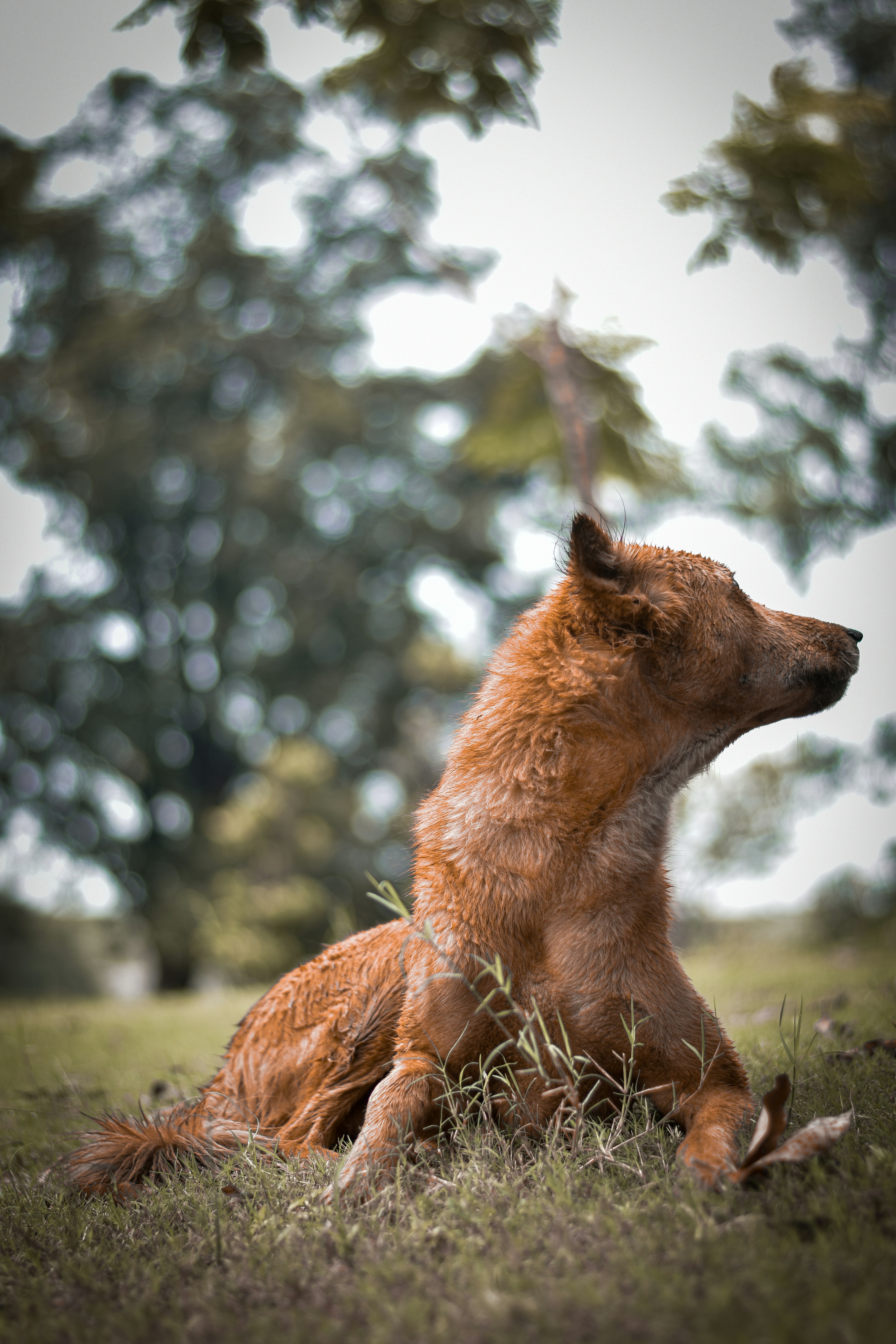 Loss of light on a resting red fox in a sunlit meadow