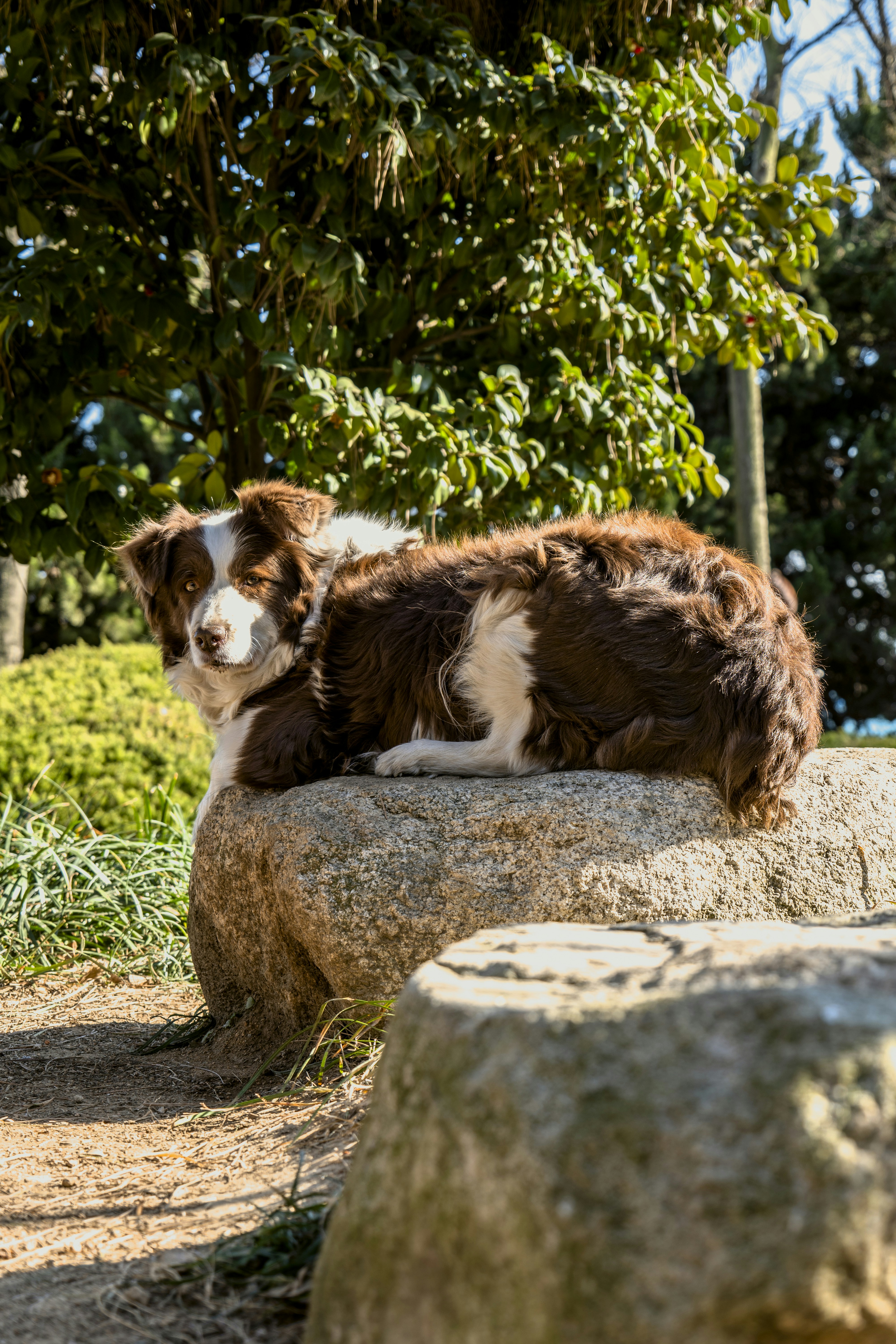 Serene Canine Contemplation