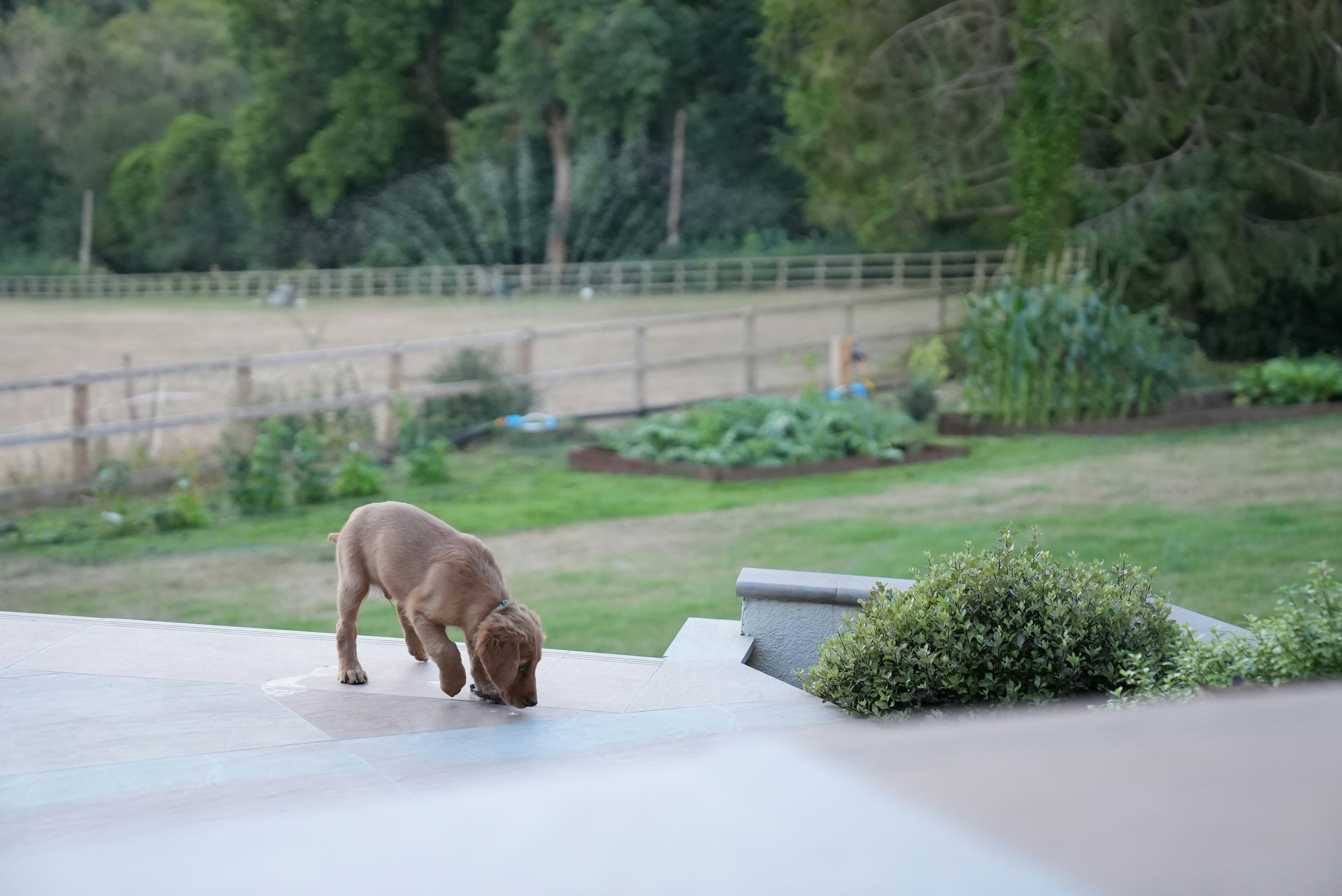 Terrace Pup: a curious brown hound noses the edge of a sunlit patio
