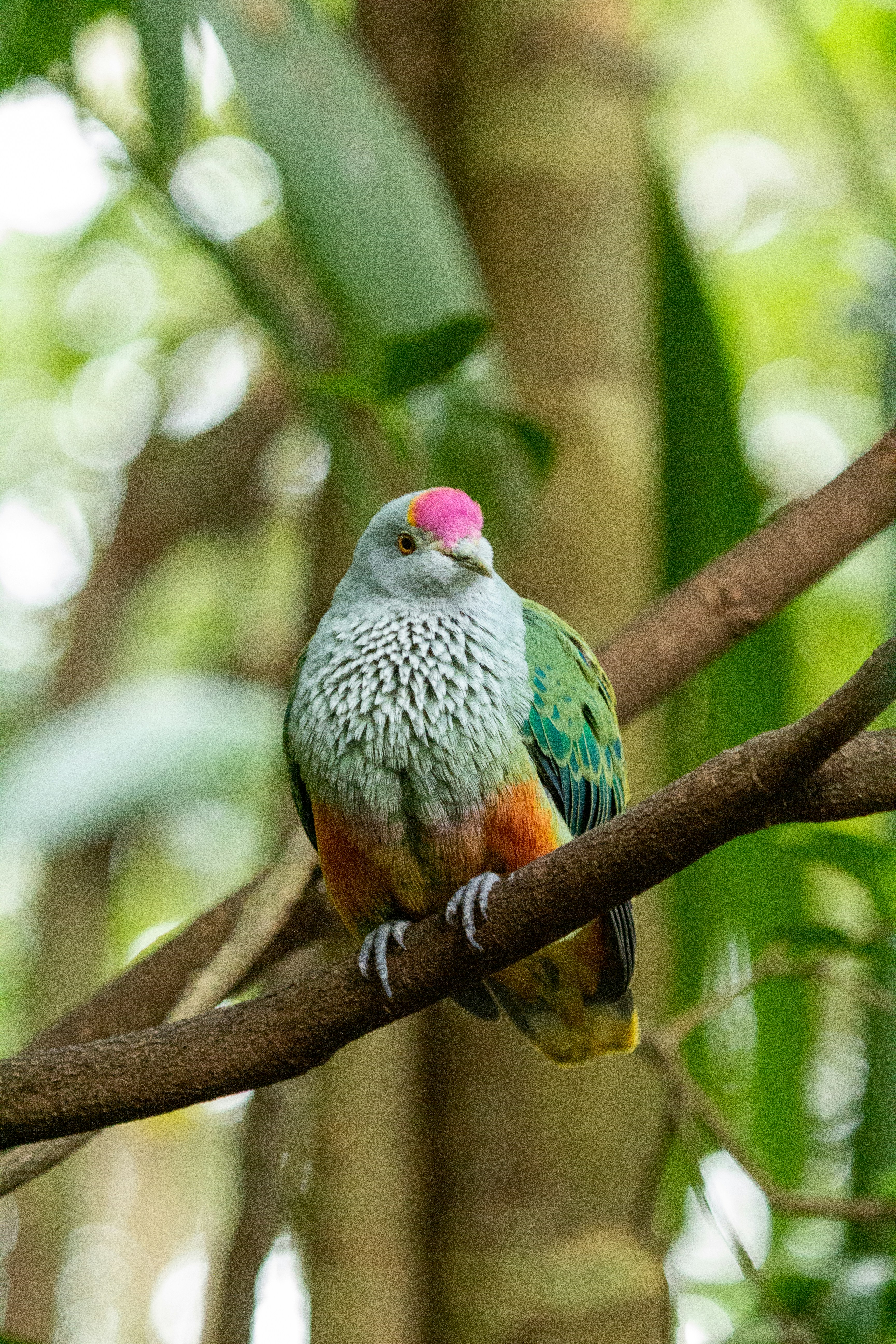 Pink-Capped Ember on a Sunlit Tropical Branch