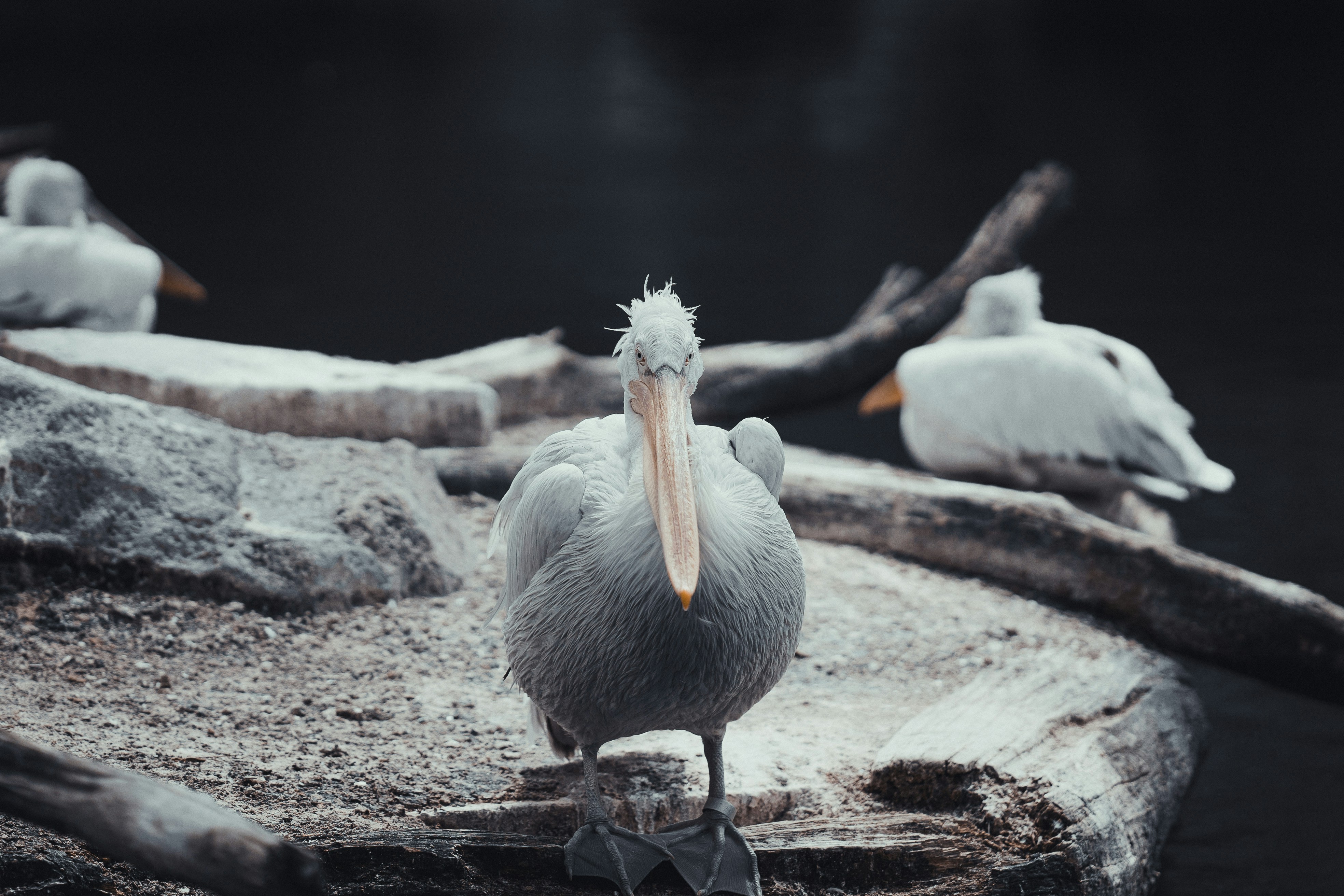 Centered in Calm: A Pelican Perched on Drift at Dusk