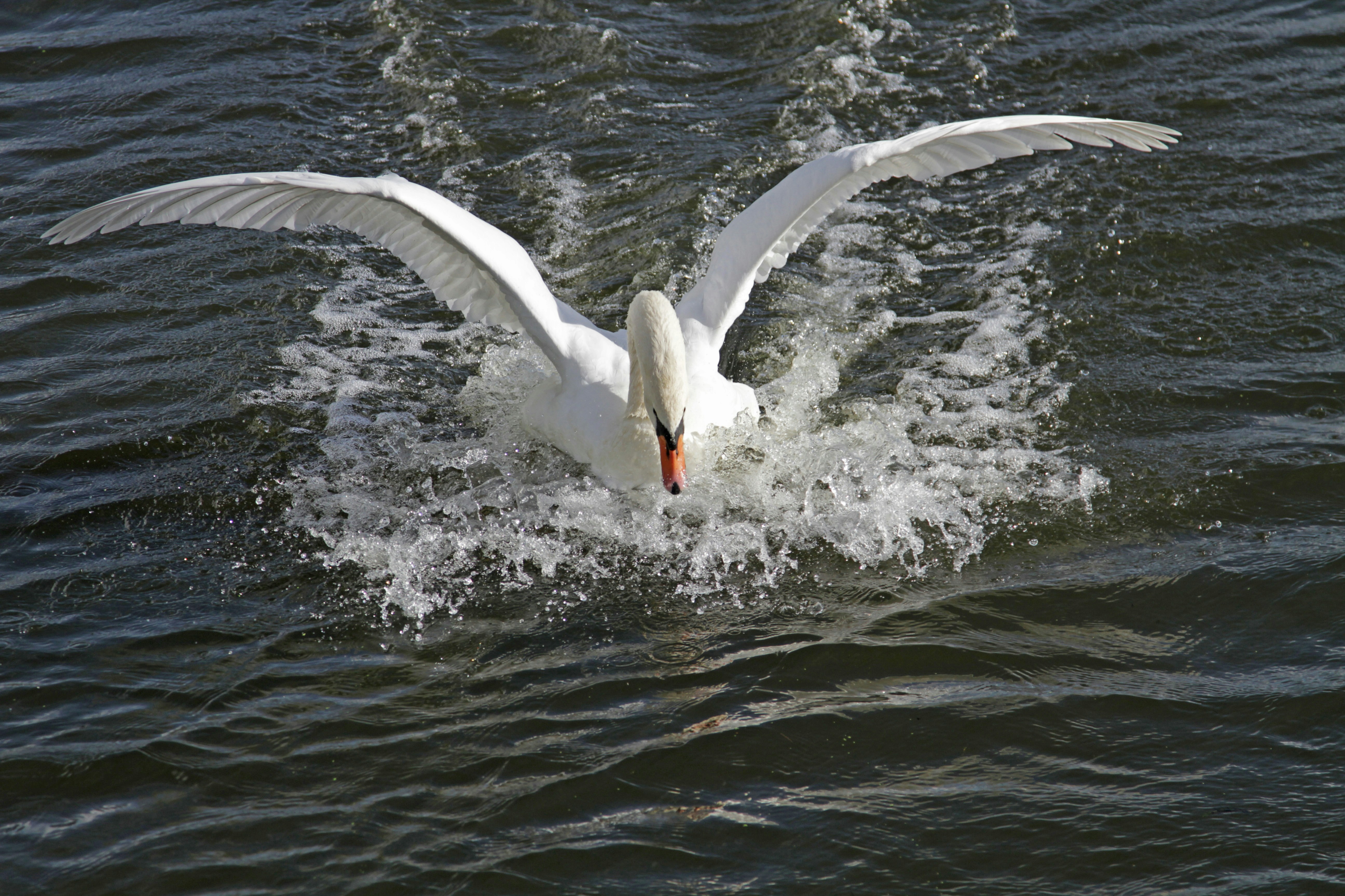 A white swan elegantly landing on a rippling lake, creating splashes as it touches the water's surface.