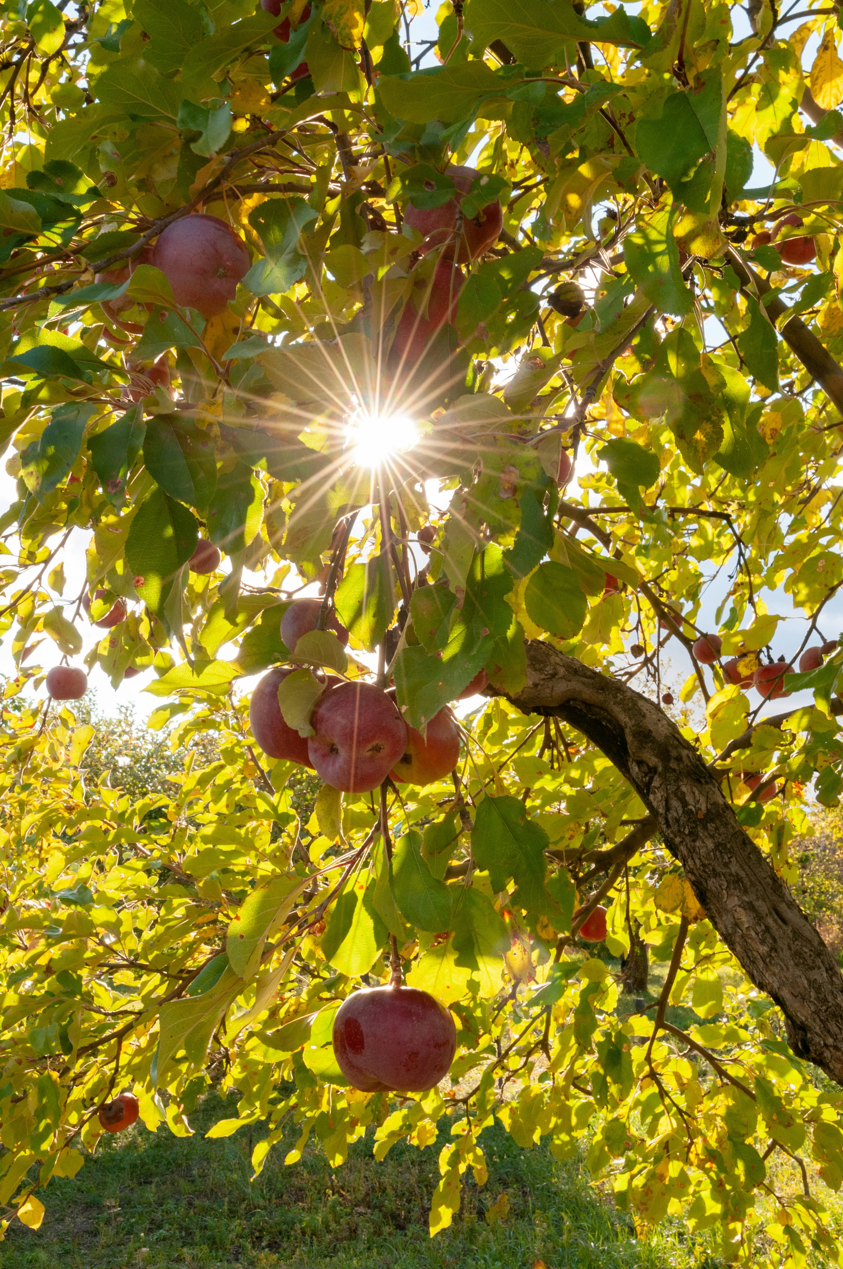 Sunlight bursts through an apple tree, illuminating ripe apples nestled among vibrant leaves.
