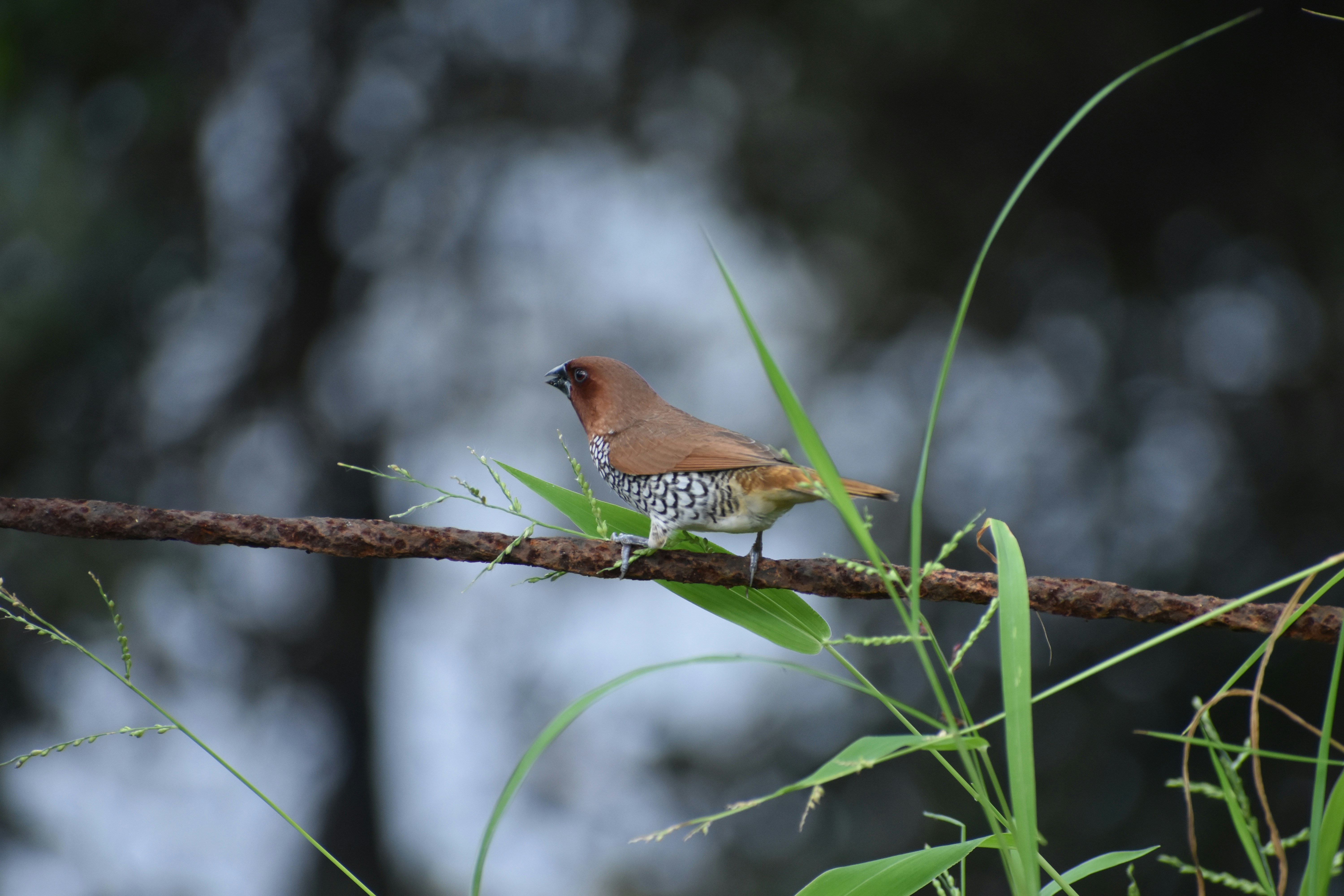 a small bird sits on a branch