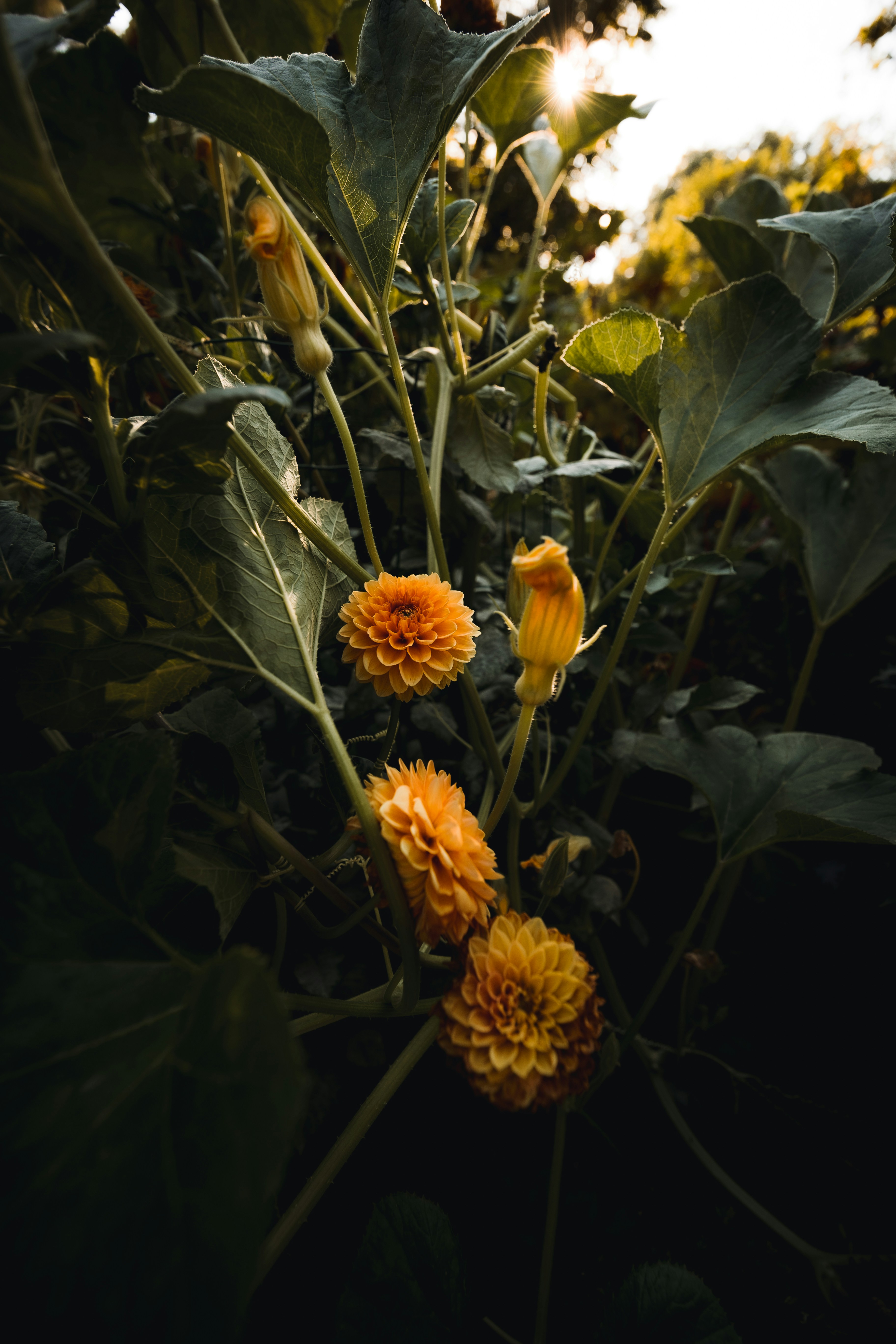 Amber Orbs in a Velvet Green Corridor at Golden Hour