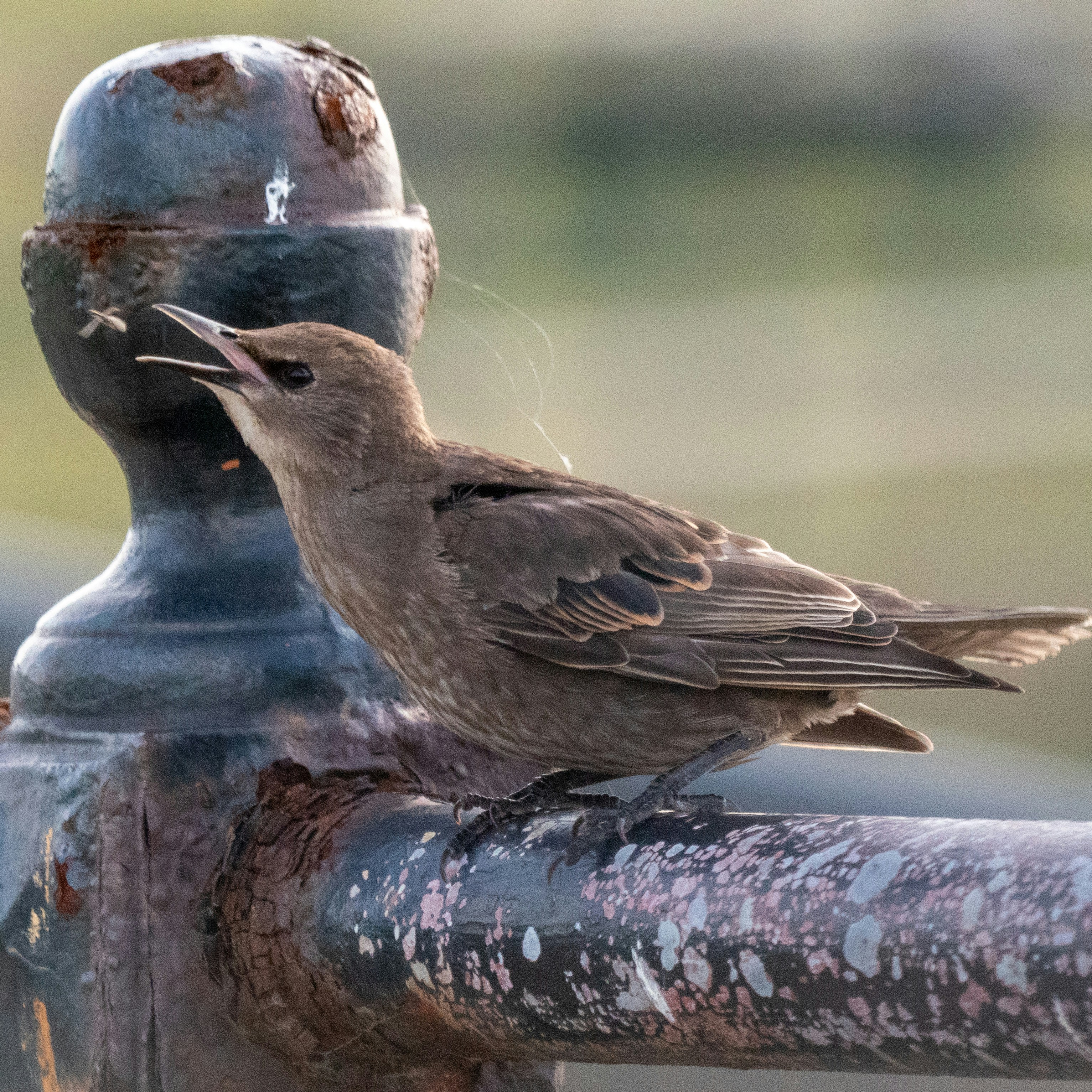 Dawn on a Rusted Rail: a small brown bird's quiet perch