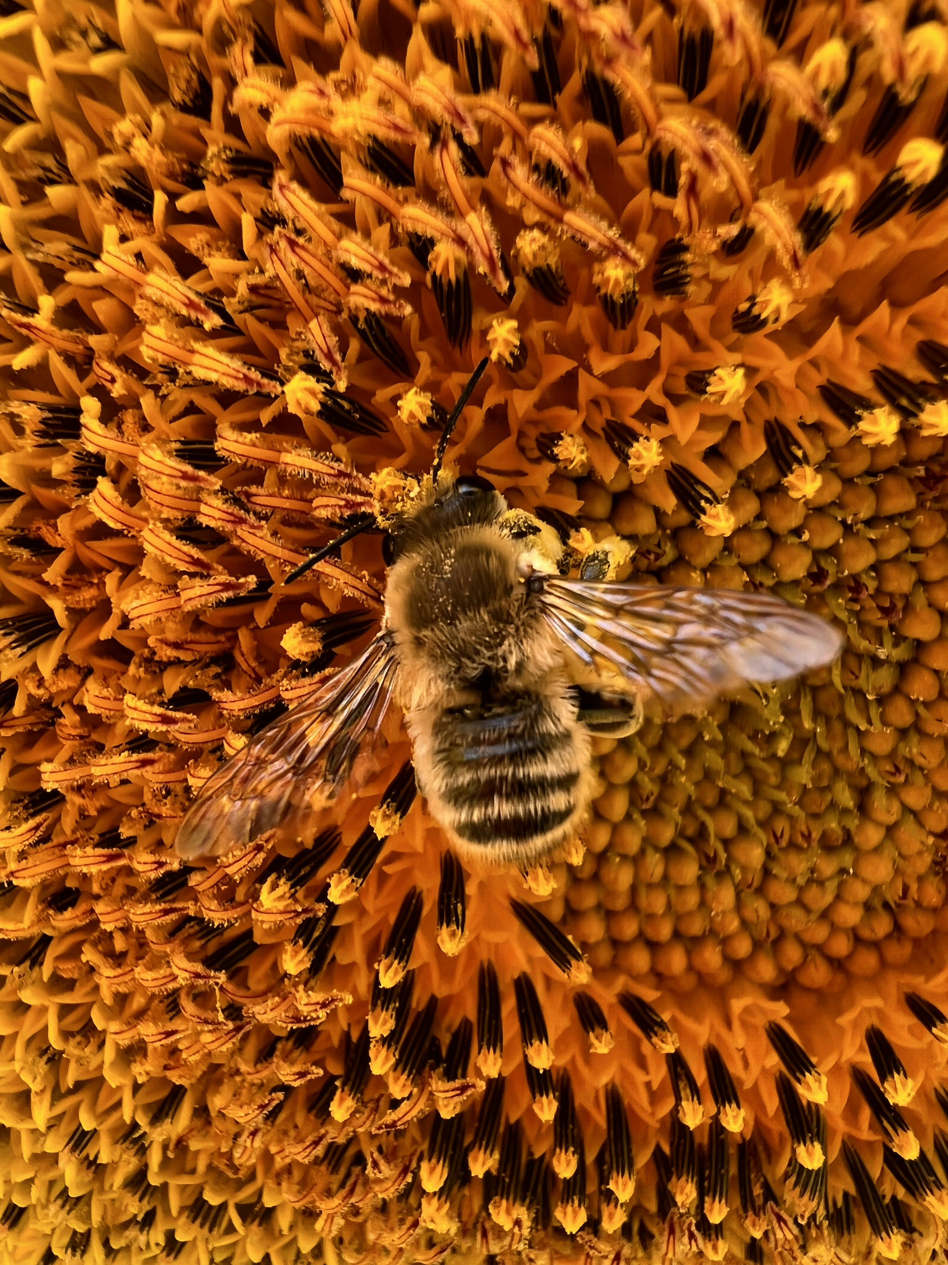 Amber Sunflower Core: A Bee Traverses the Fiery Center
