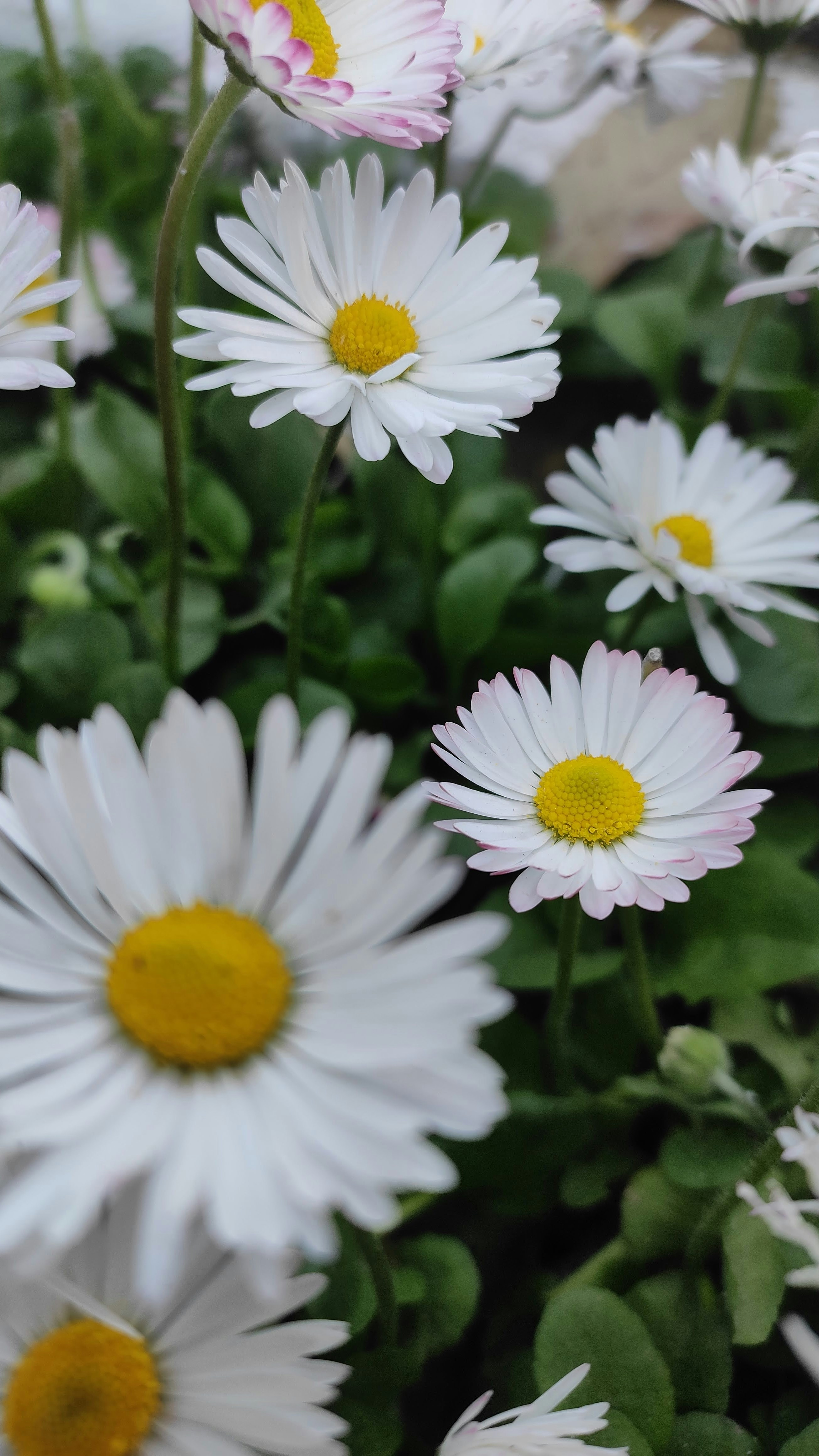 Delicate white daisies with vibrant yellow centers bloom amidst lush green foliage, showcasing nature's intricate beauty.