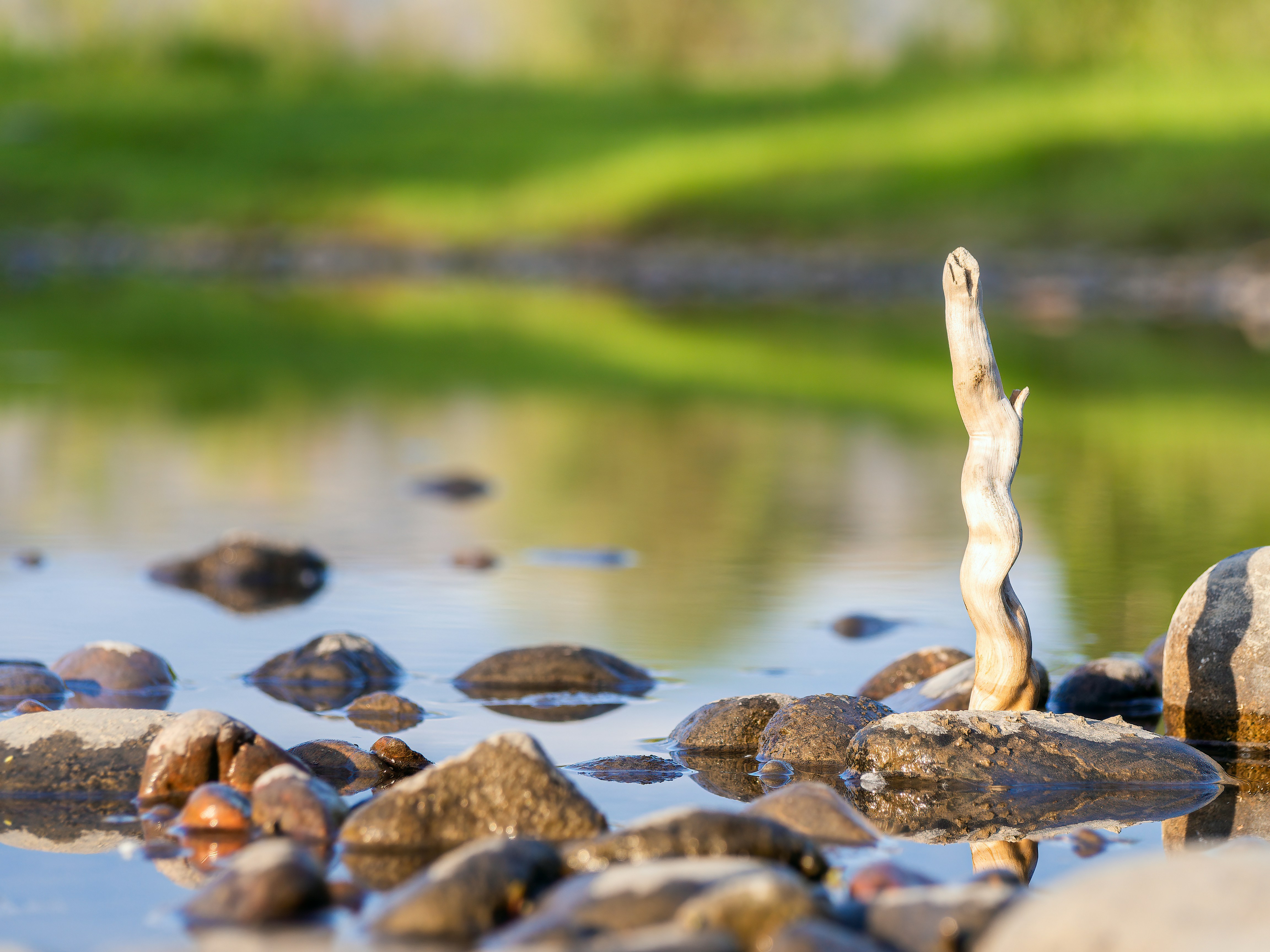 Vertical Twig Emerges from a Pebble Riverbed