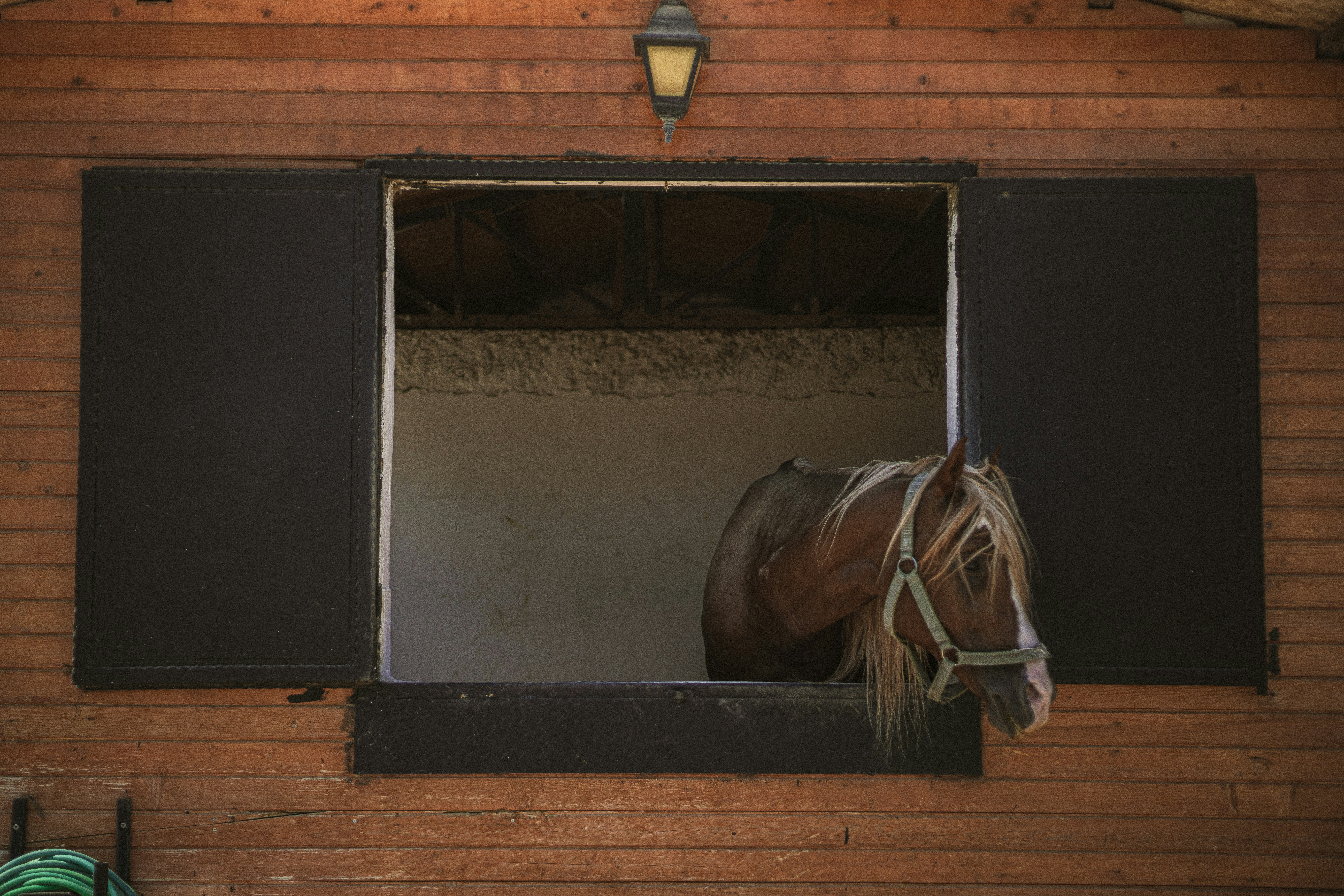 a horse in a stable