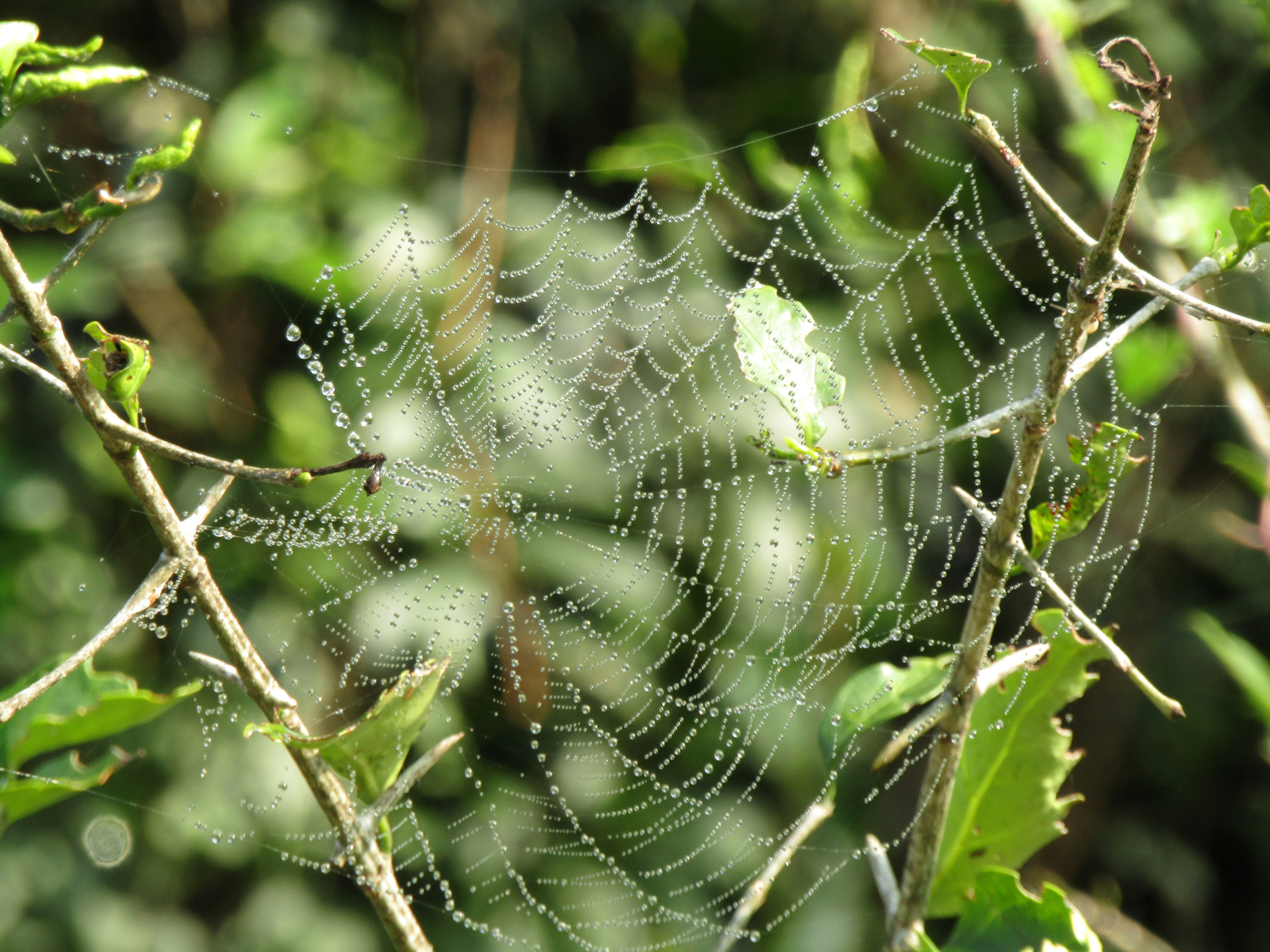 Delicate spider web adorned with glistening droplets, suspended between branches in a lush green environment.