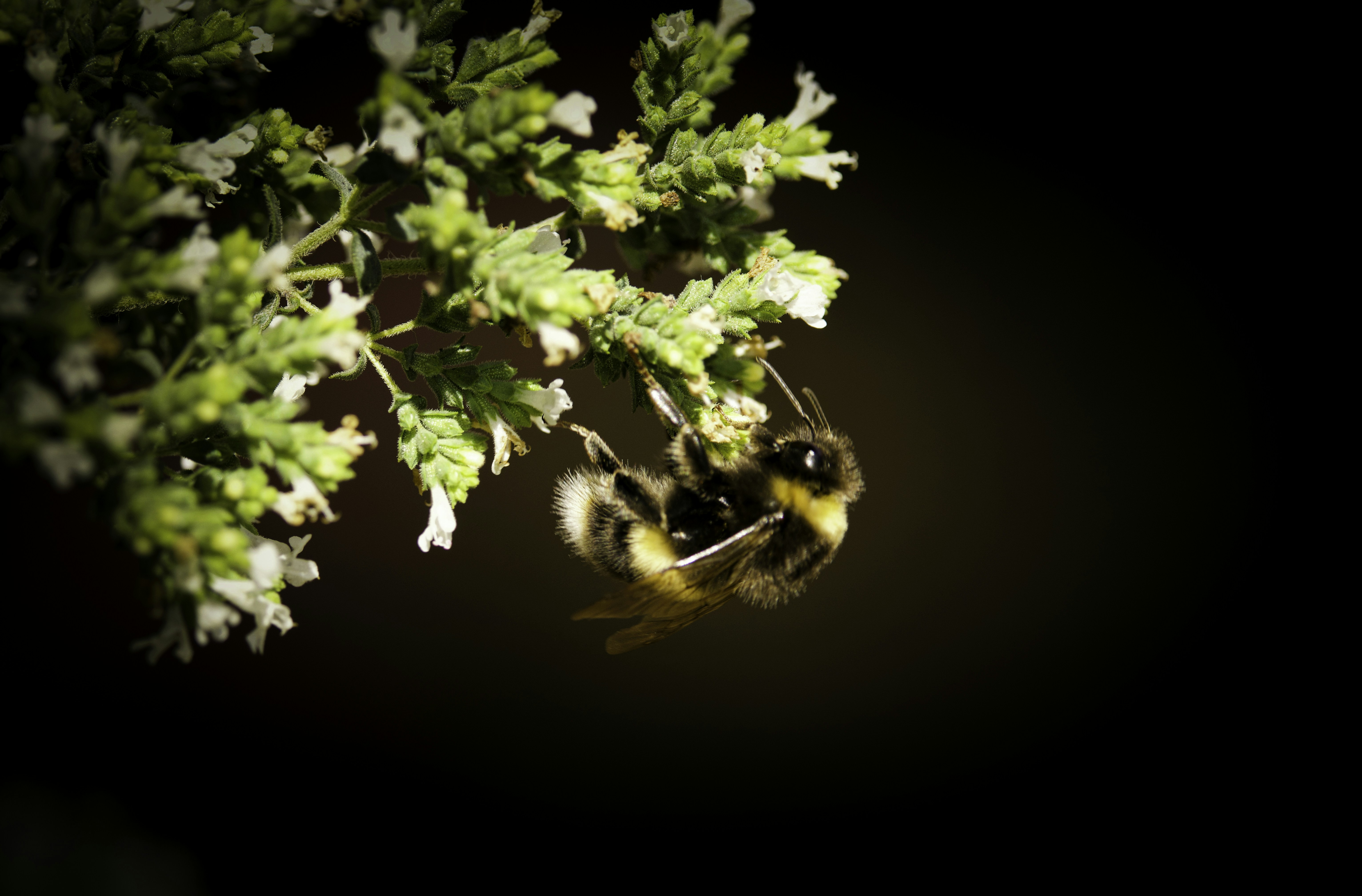 A bumblebee collects nectar from delicate white flowers, showcasing the intricate relationship between pollinators and plants.
