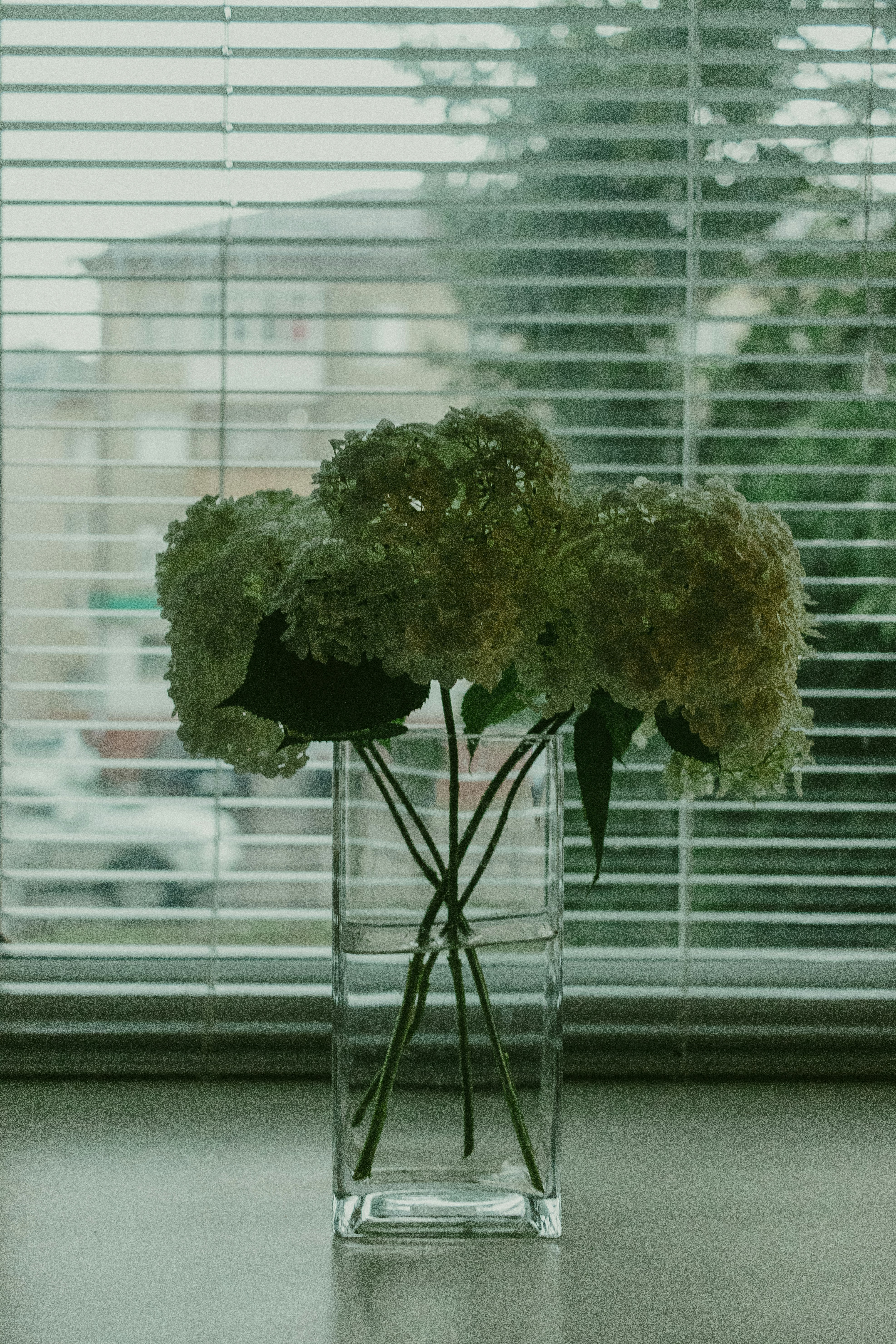 Calm Hydrangea in a Glass Vase, Framed by Window Blinds