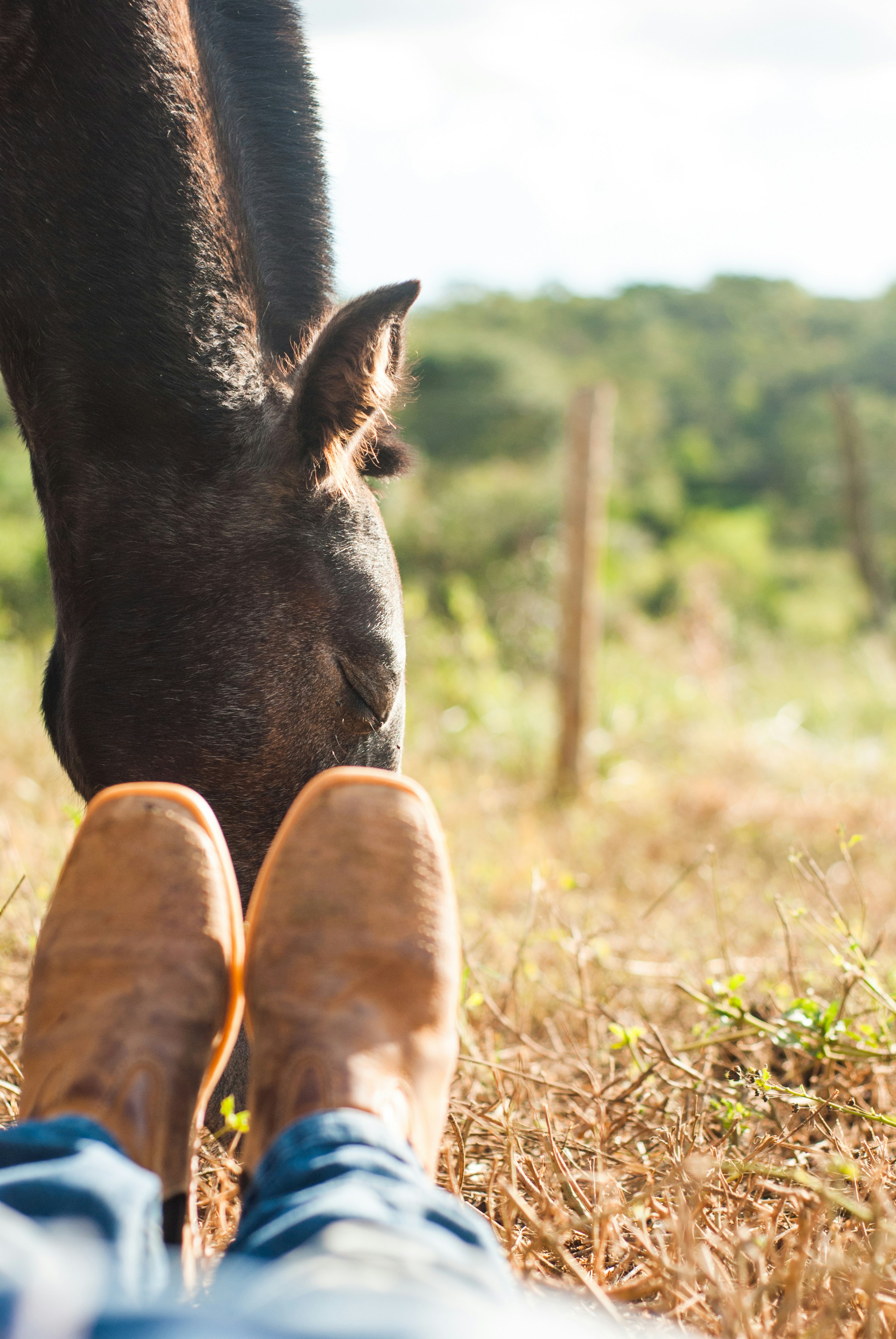 a horse with a person's foot on it's head