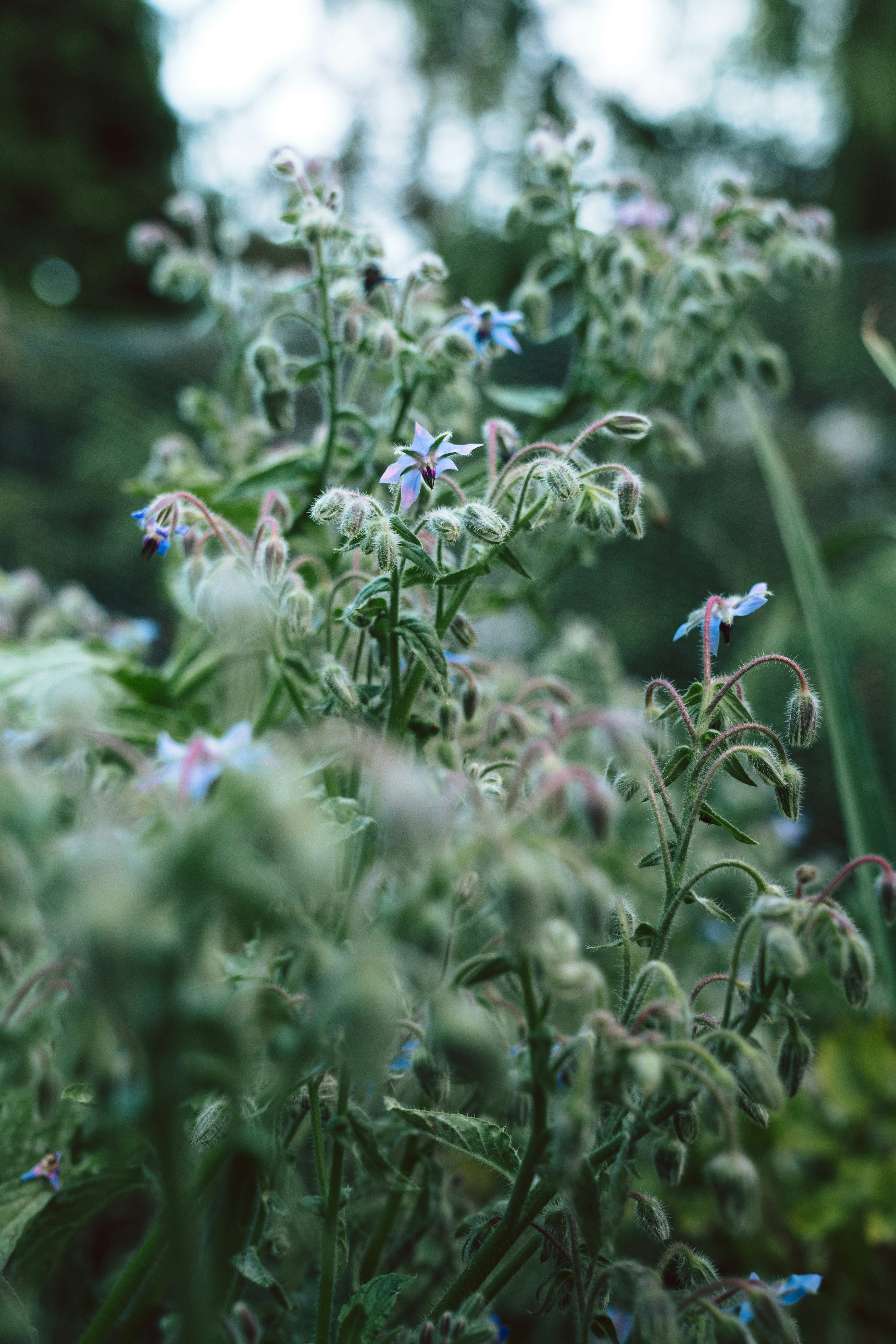 Gros plan d’une plante photo – Photo Borago officinalis Gratuite sur ...