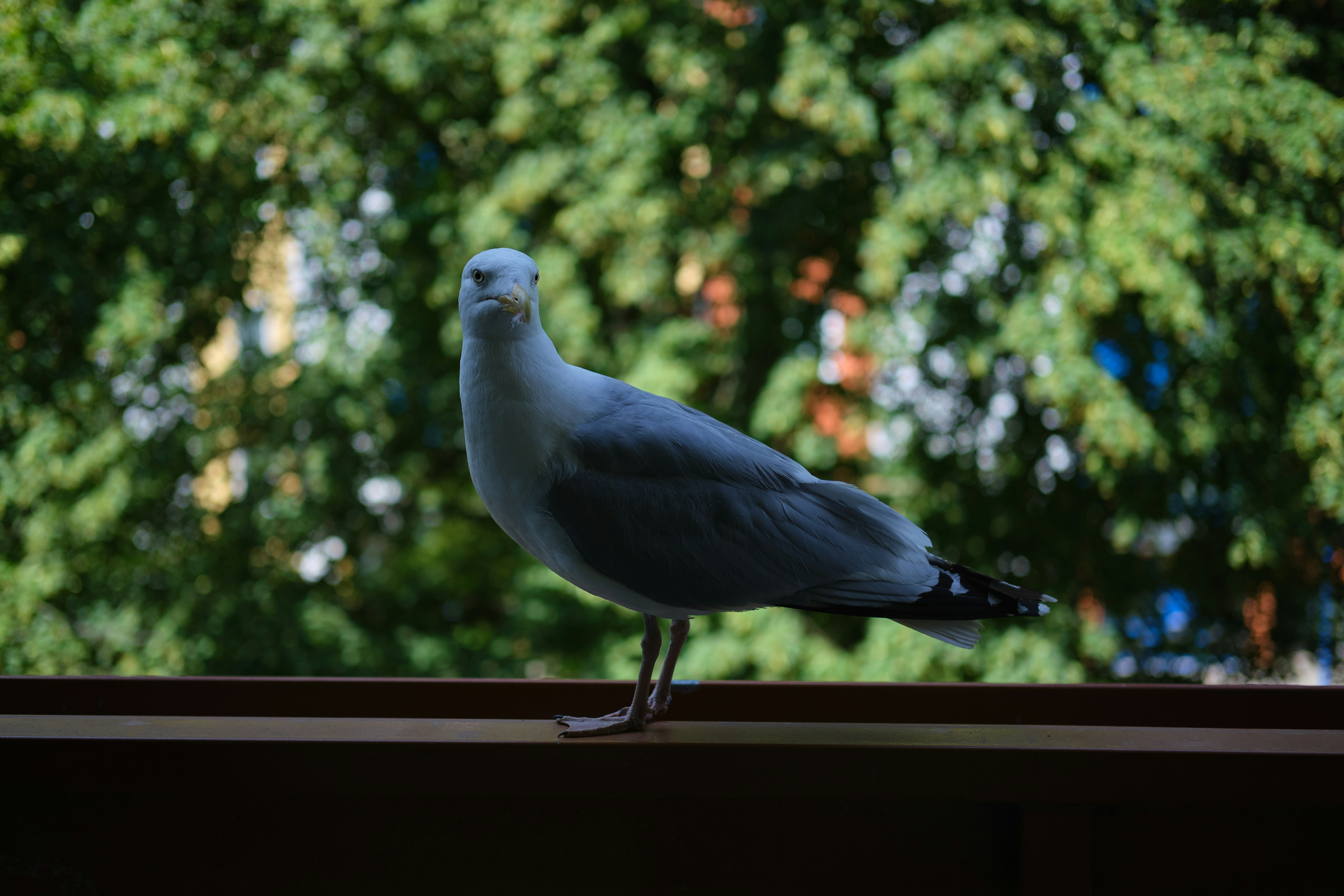 A seagull on a balcony with greenery in the background.