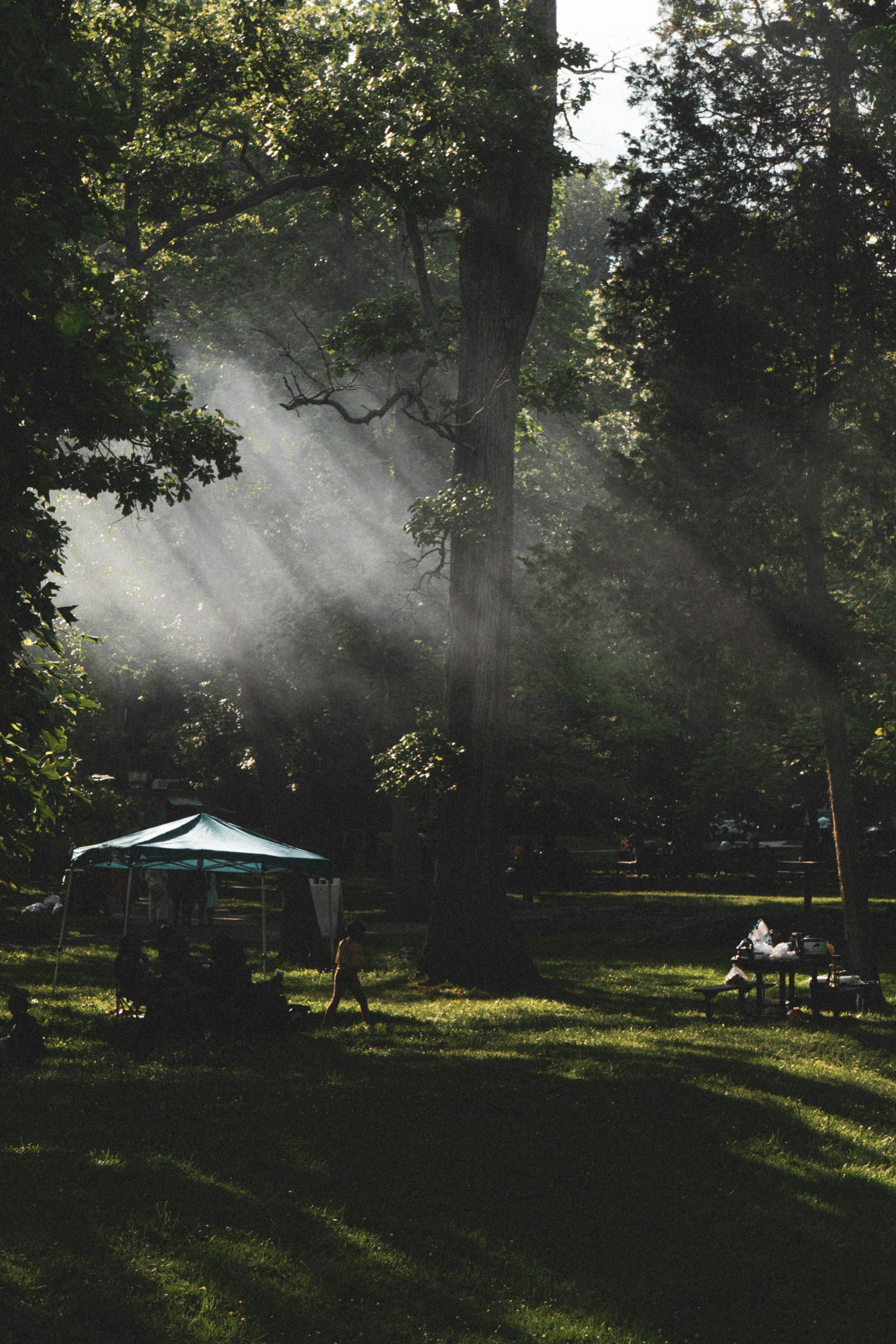 Sunbeams Between Giants: A Park Clearing in Quiet Radiance