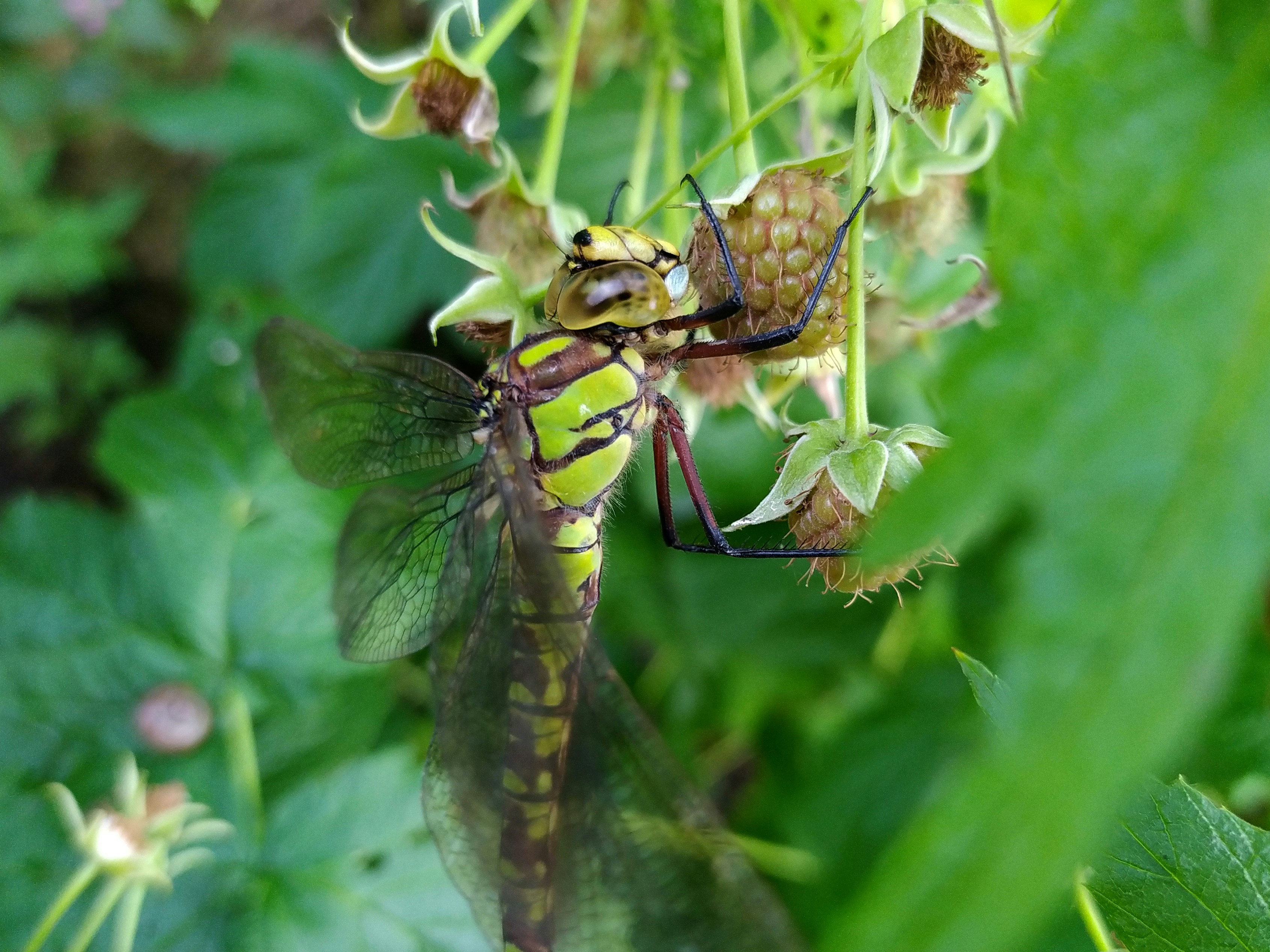 Un insecte sur une feuille photo – Photo Insecte Gratuite sur Unsplash