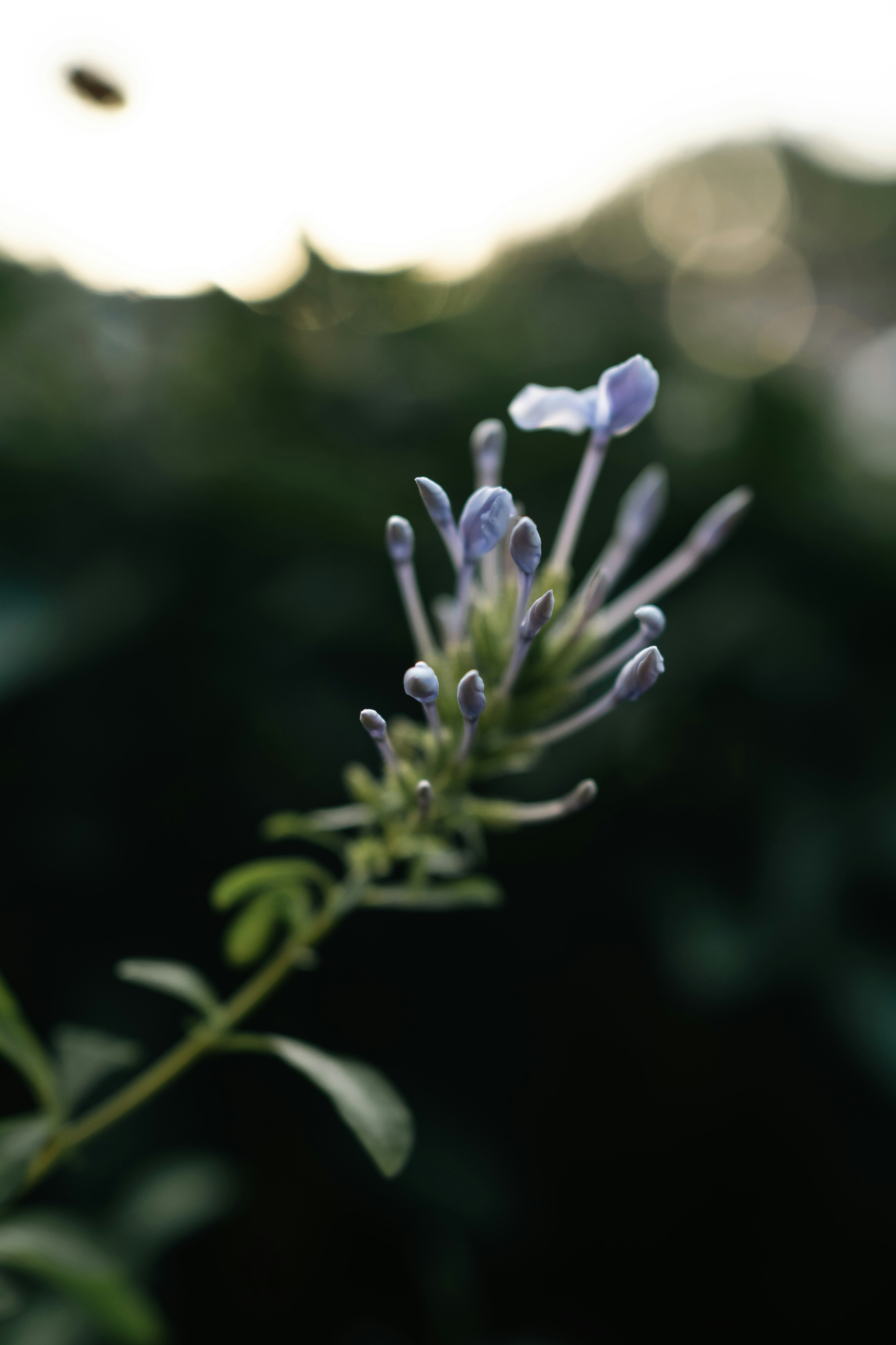 Bloom in Focus: A Delicate Iris Buds Awaken Against a Soft Backdrop