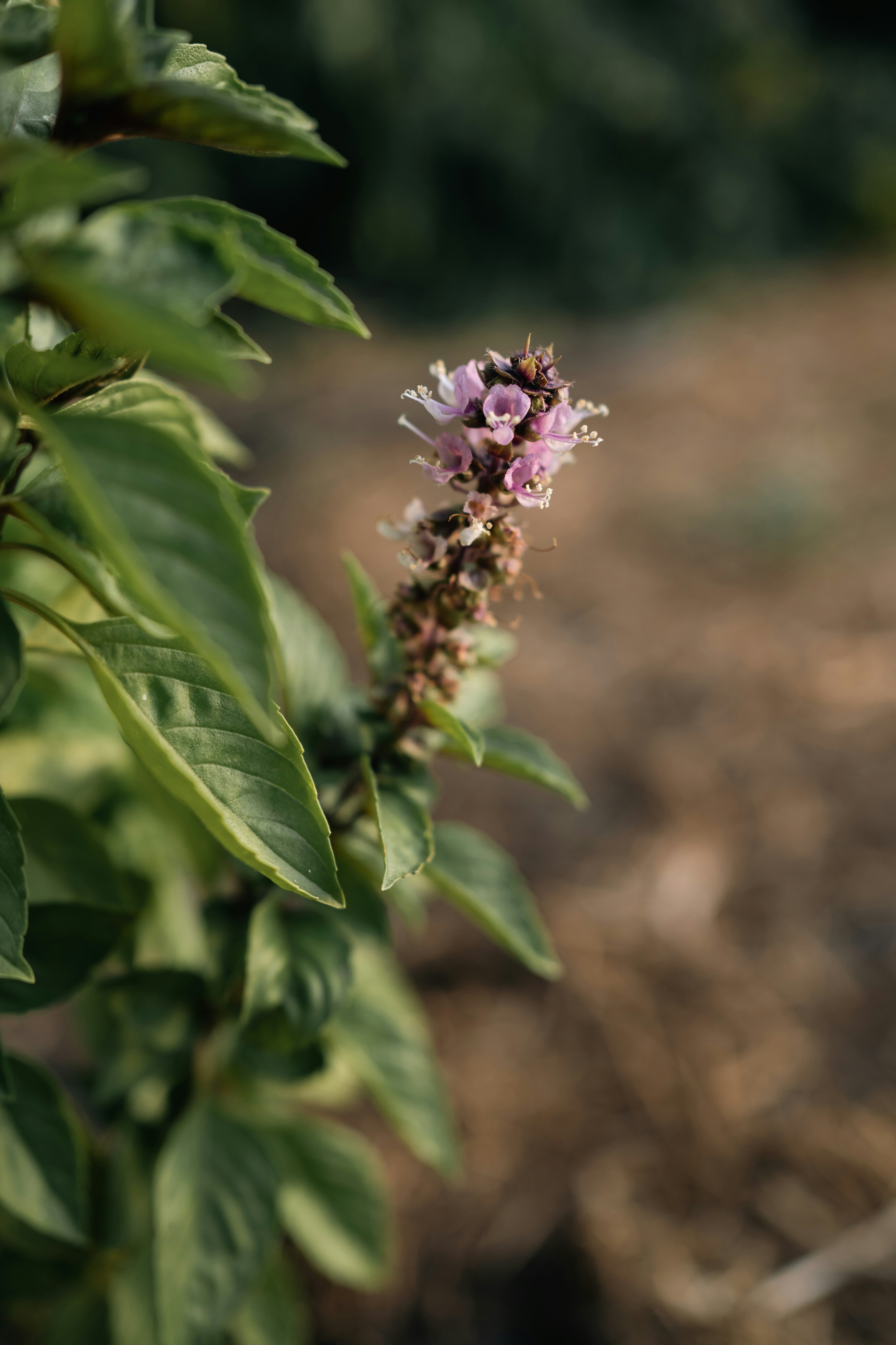 Pink Spike in Focus: A Close-Up Bloom Amid Velvet Garden Blur