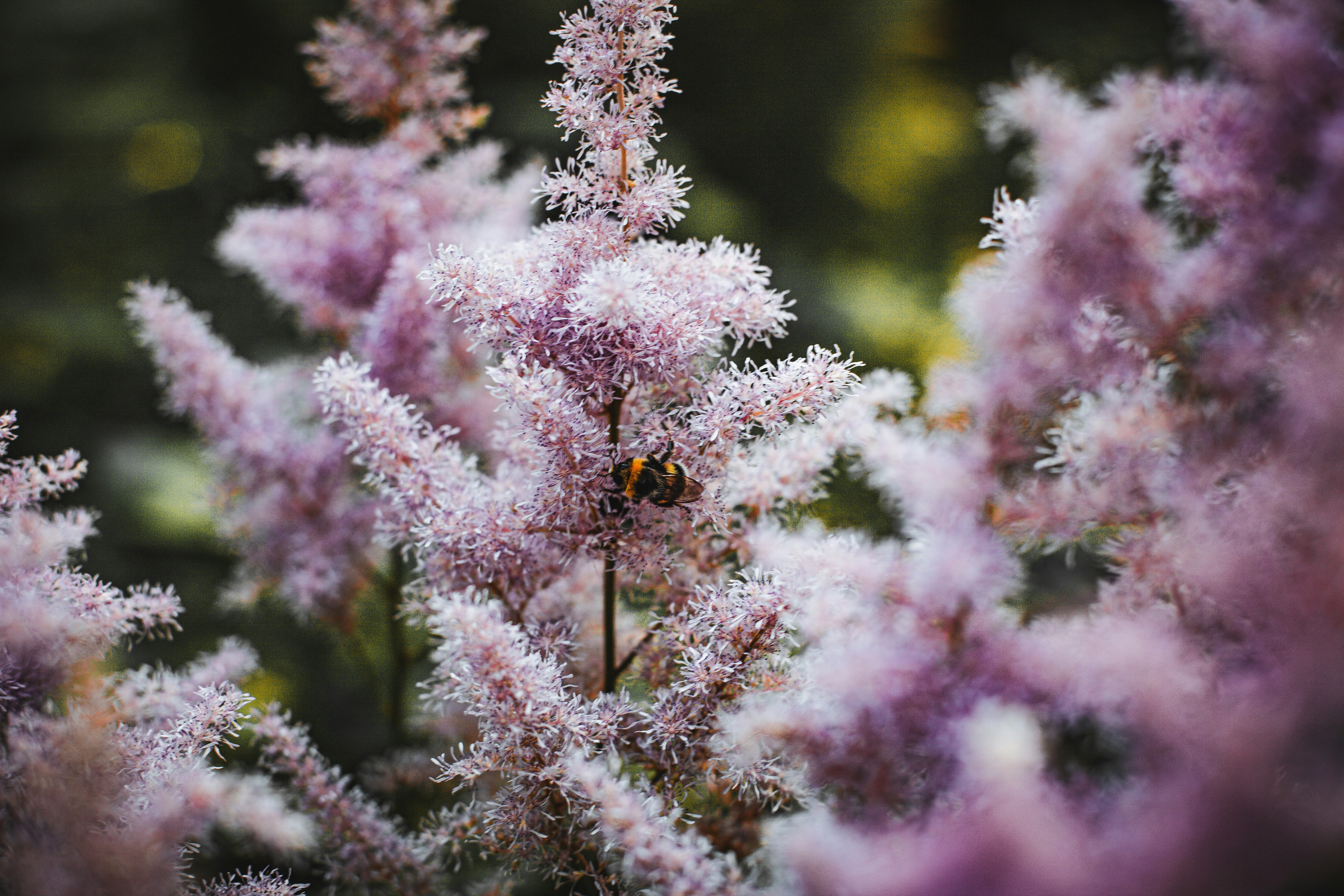 Bee Among Pink Astilbe Plumes: A Close-Up Garden Moment