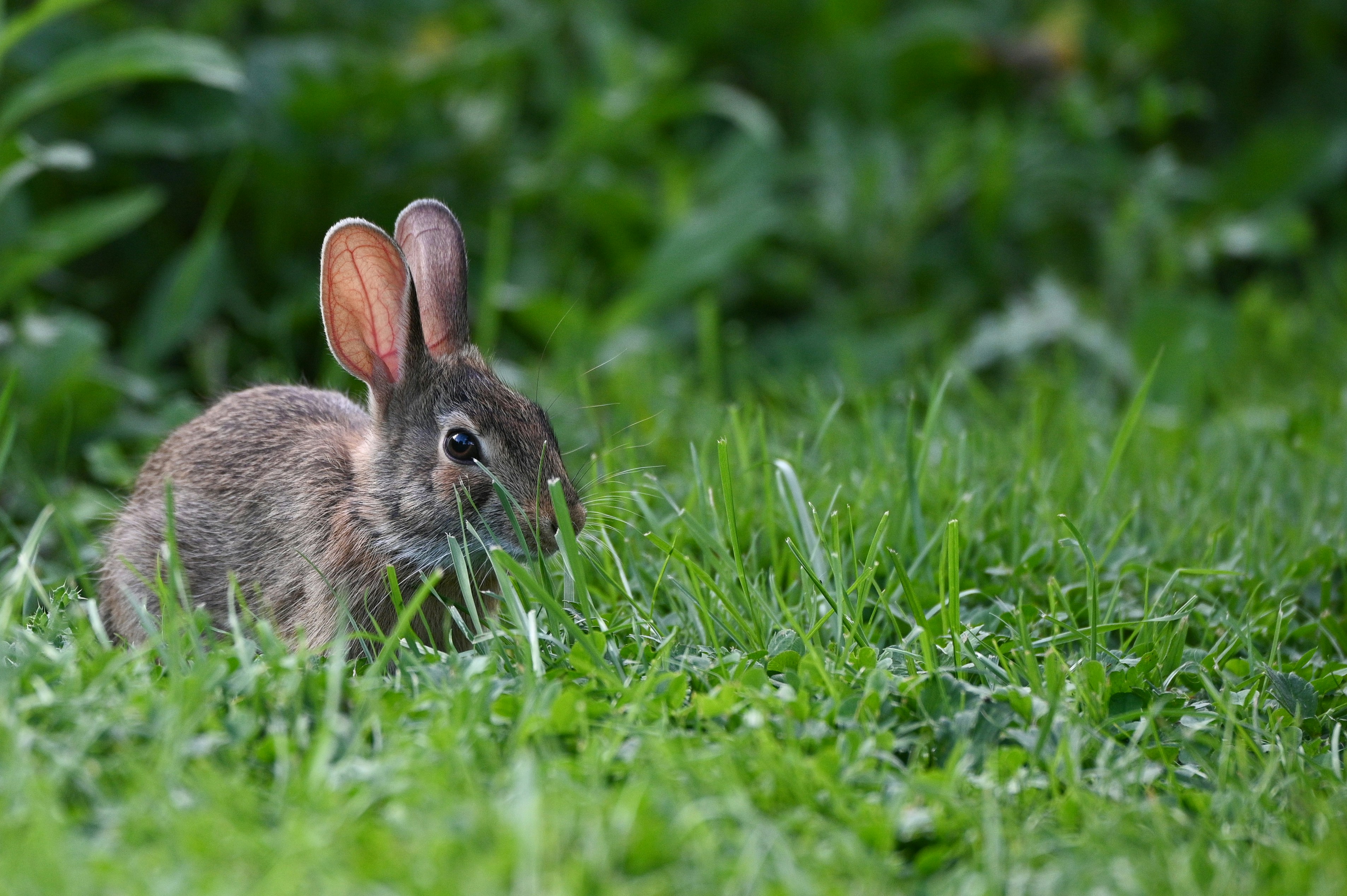 A rabbit in the grass photo – Free Rabbit Image on Unsplash