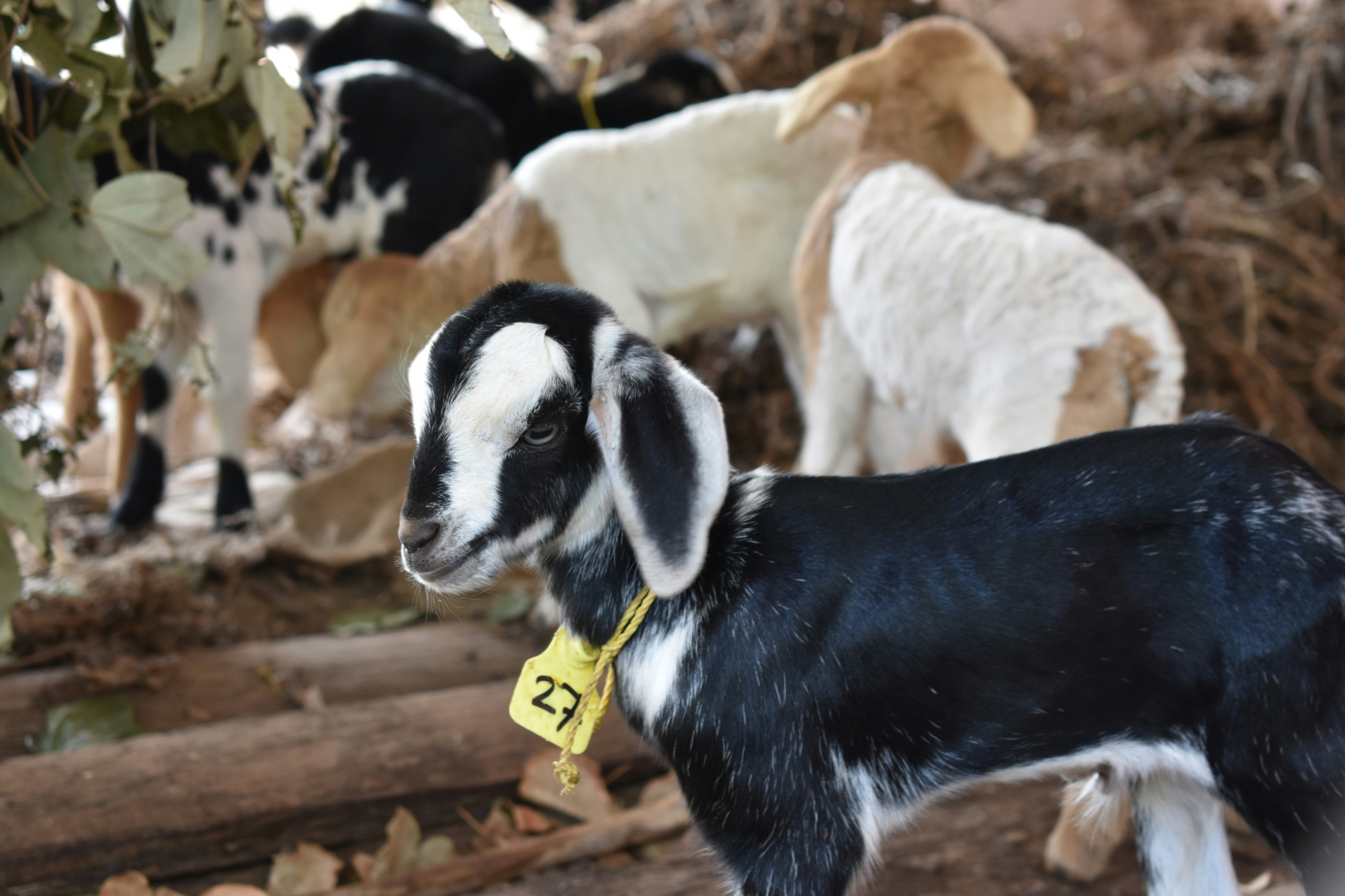 Young goat with a yellow tag stands attentively in a rustic setting, surrounded by other goats in the background.