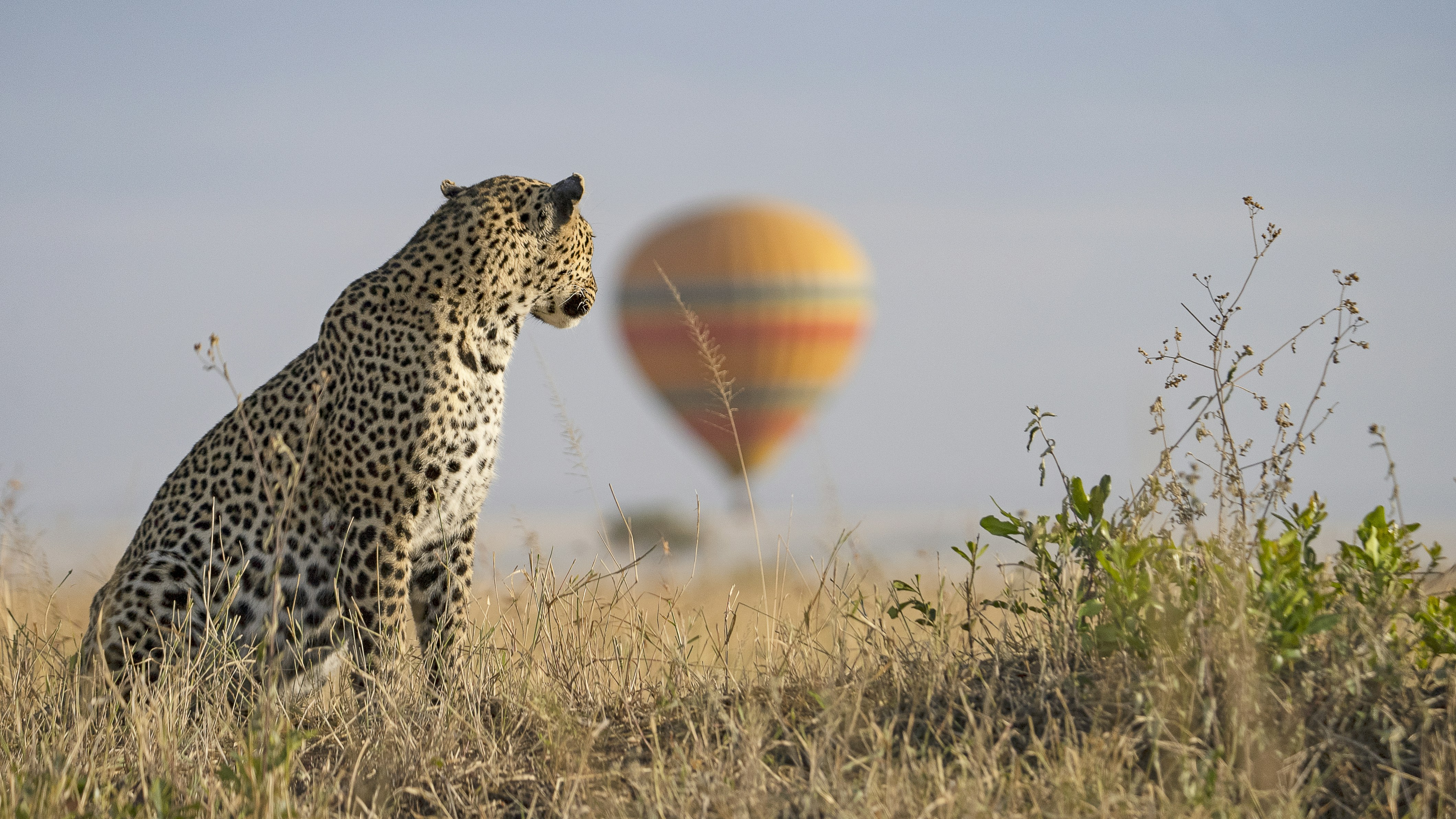 A cheetah with a ball in the air photo – Free Masai mara national ...