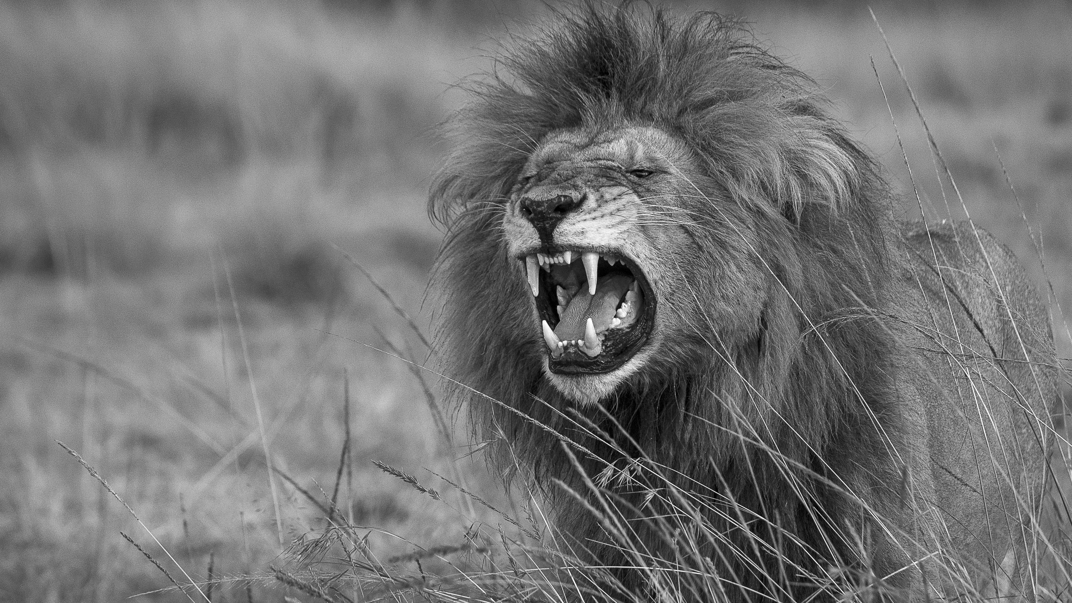 A lion with its mouth open photo – Free Masai mara national reserve ...