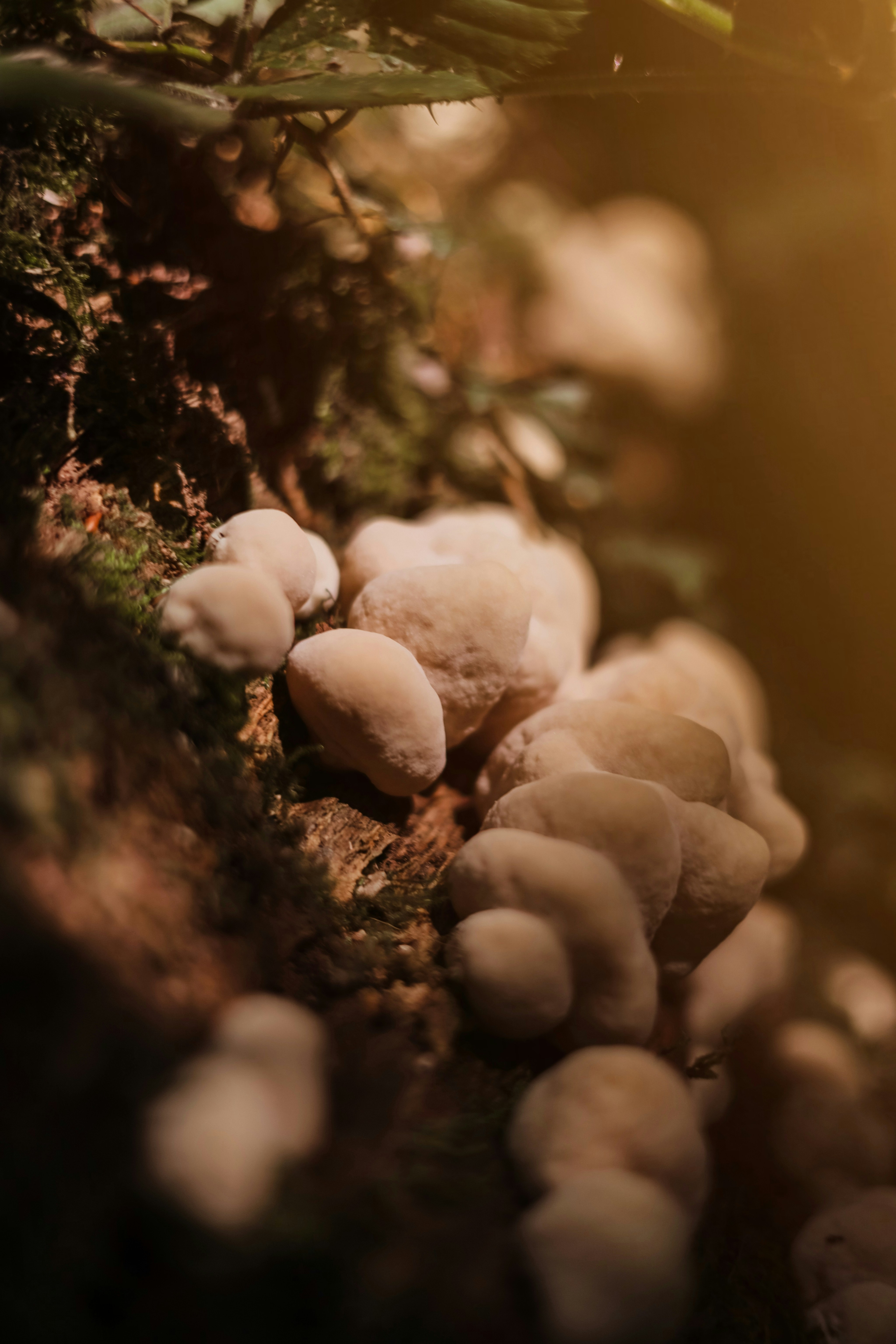 a group of mushrooms growing on a tree