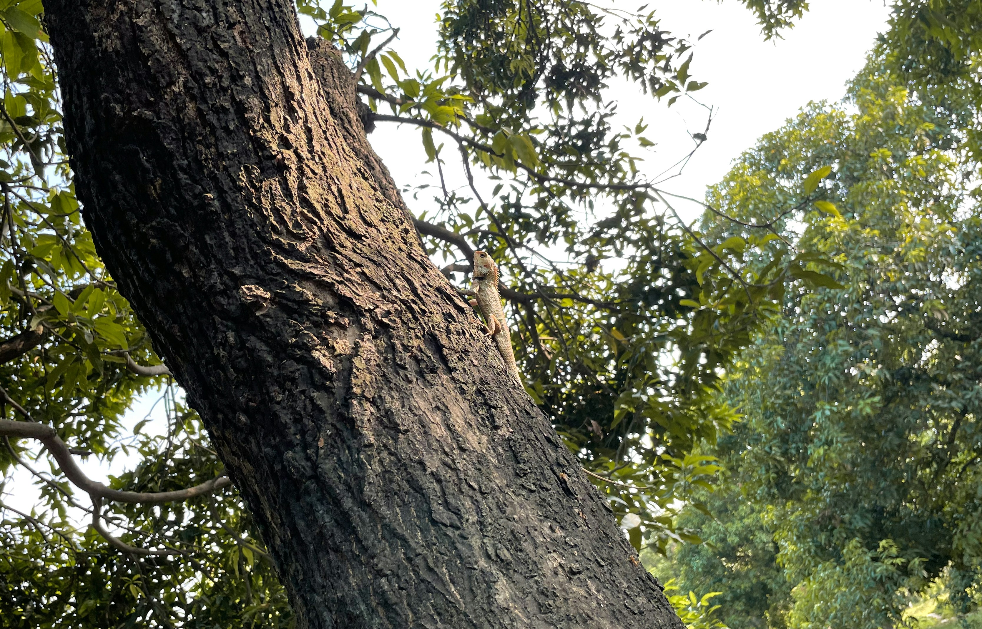 Sunlit Bark at the Forest Edge: Texture Meets Quiet Canopy
