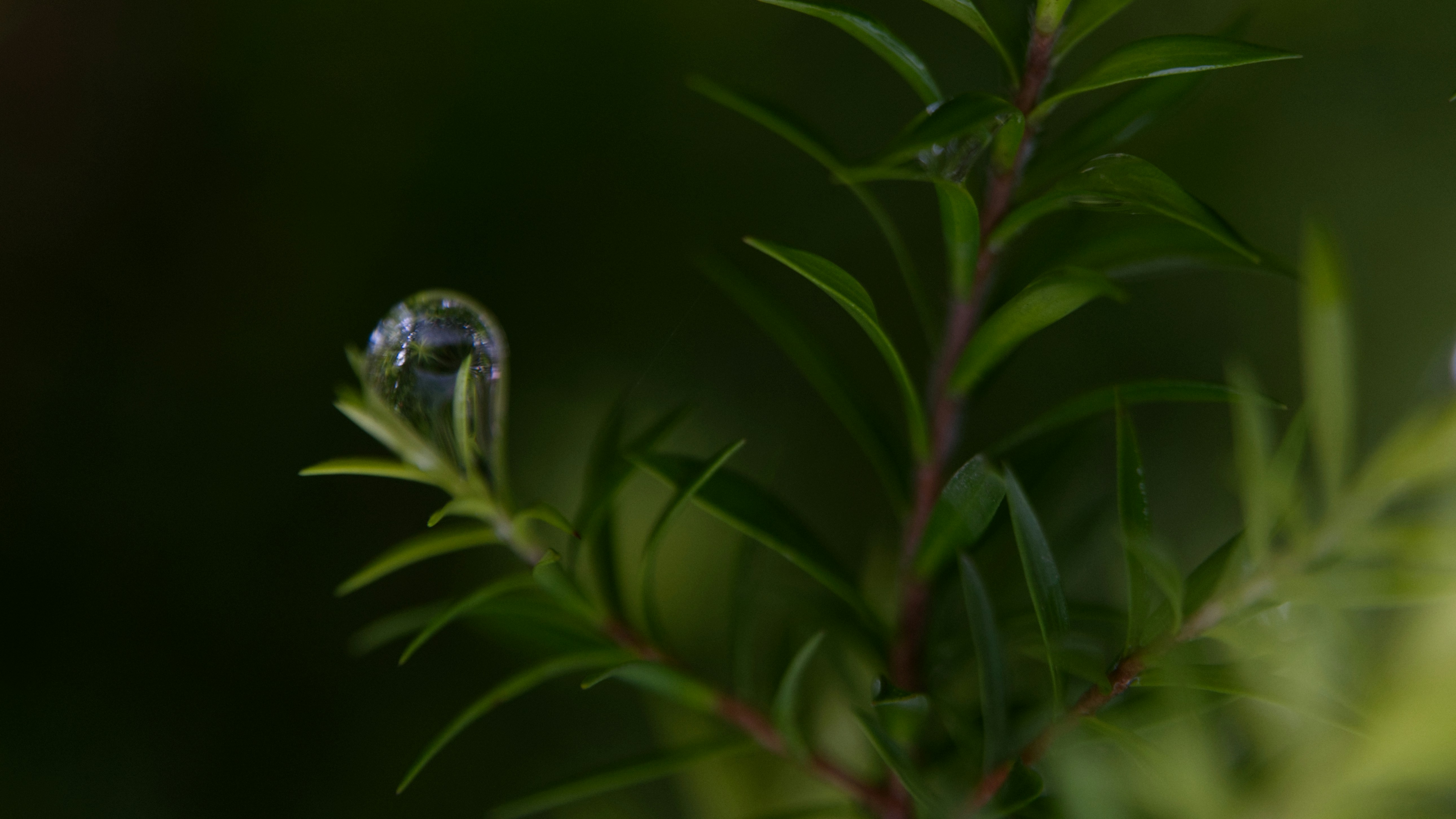 Dew Pearl on a Needle-Leaf: A Quiet Macro Moment