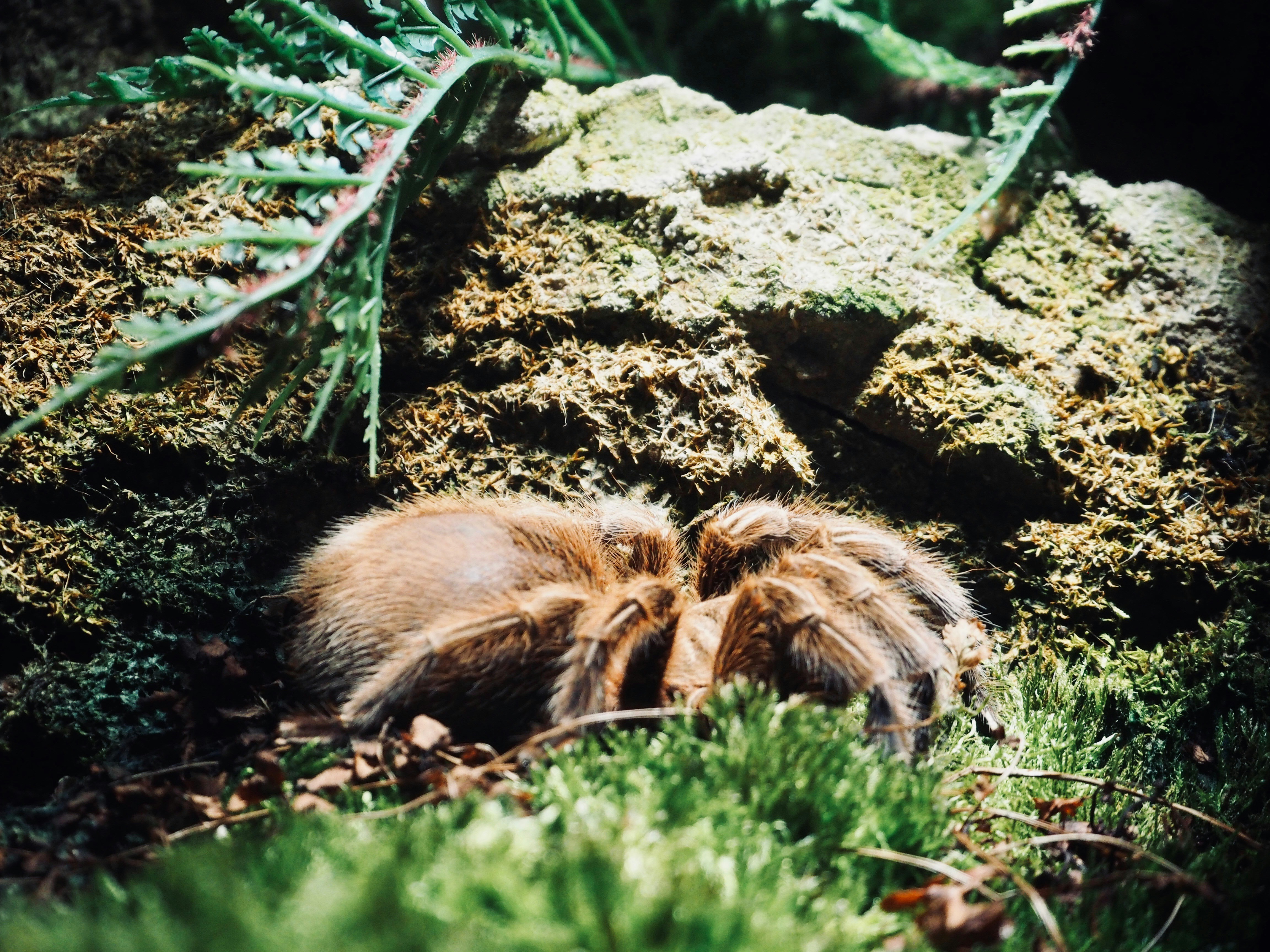 A group of animals lying on the ground photo – Free Image on Unsplash