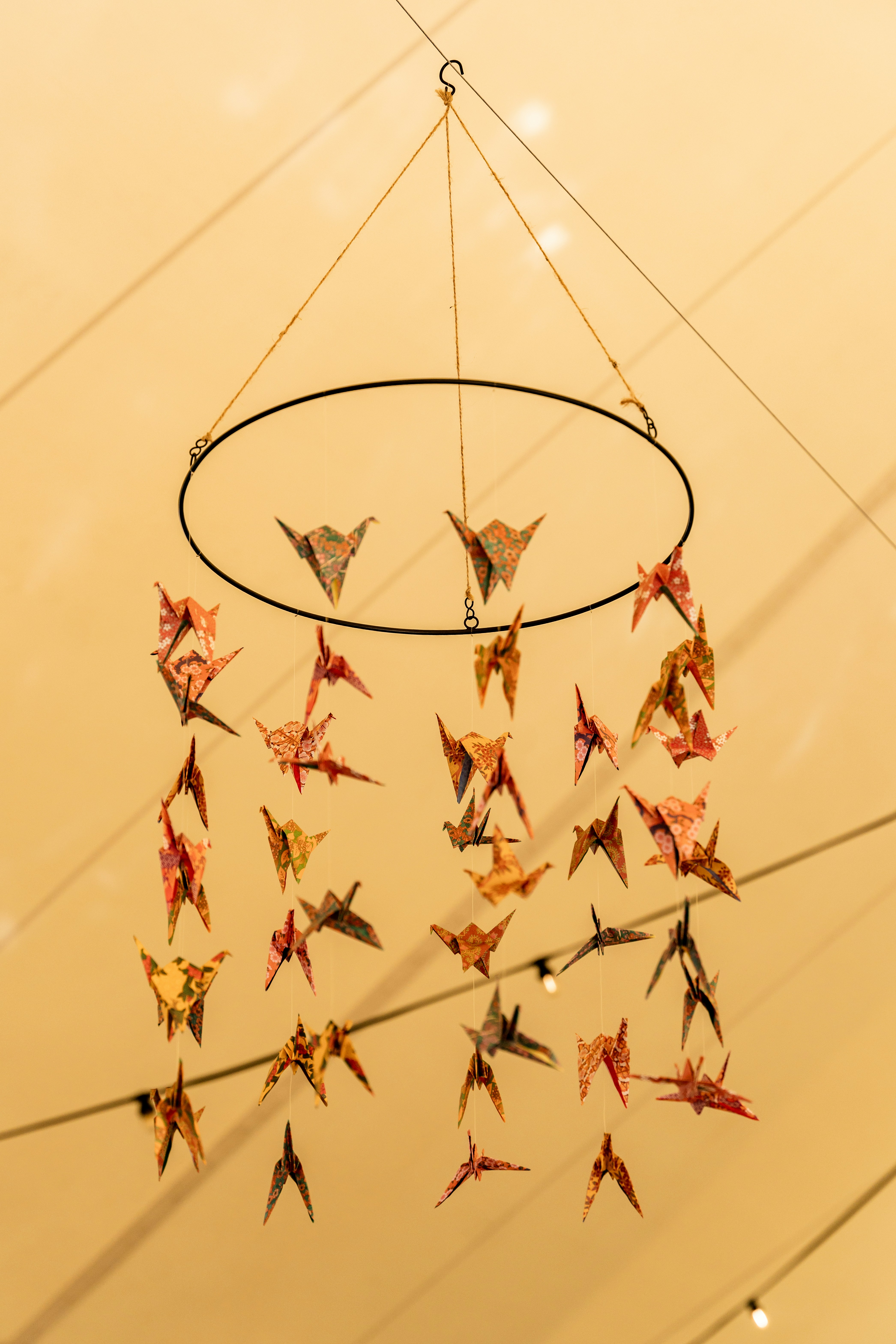 A group of insects on a string photo – Free Decoration Image on Unsplash